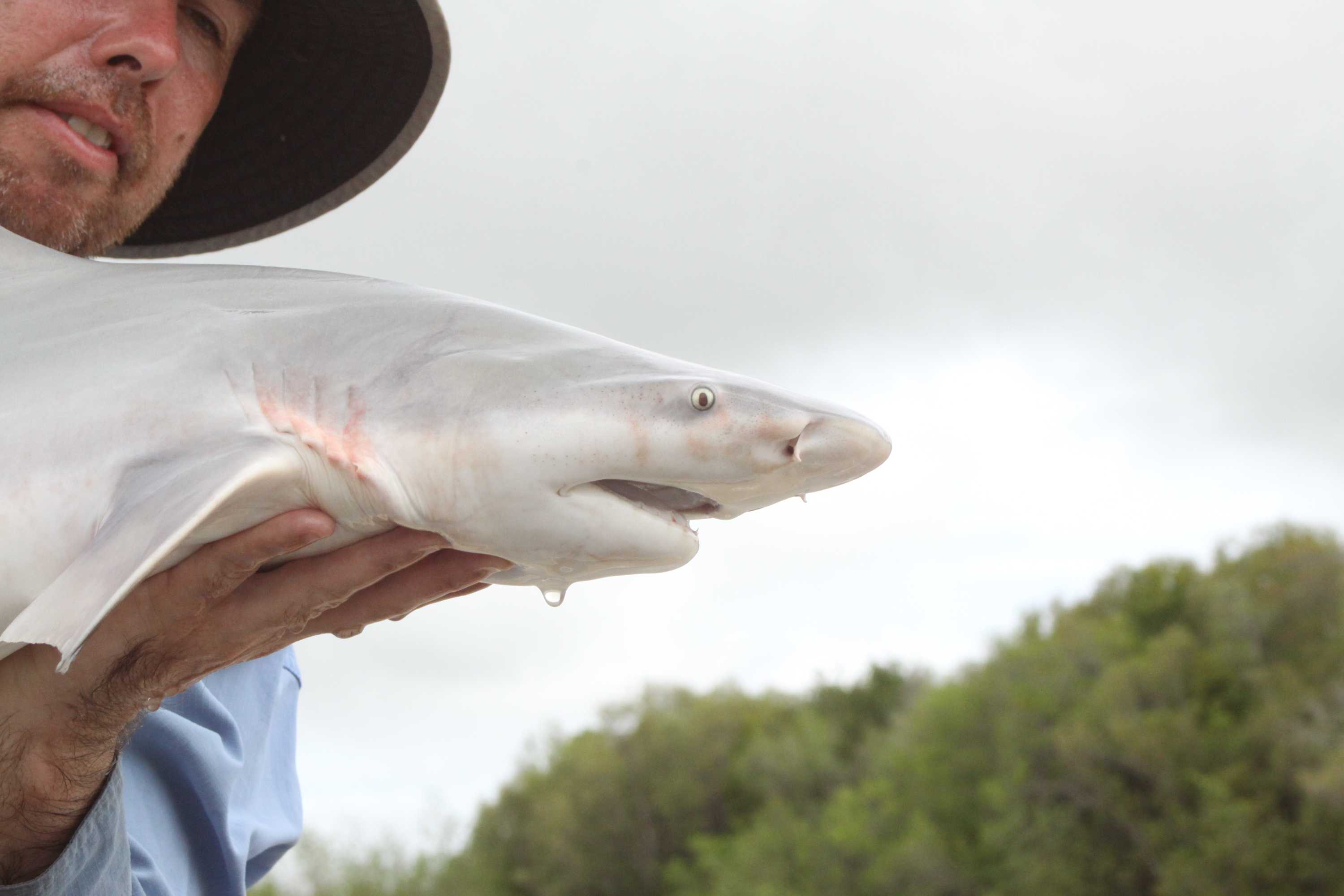 As mysterious speartooth sharks evade them, scientists turn to close ...
