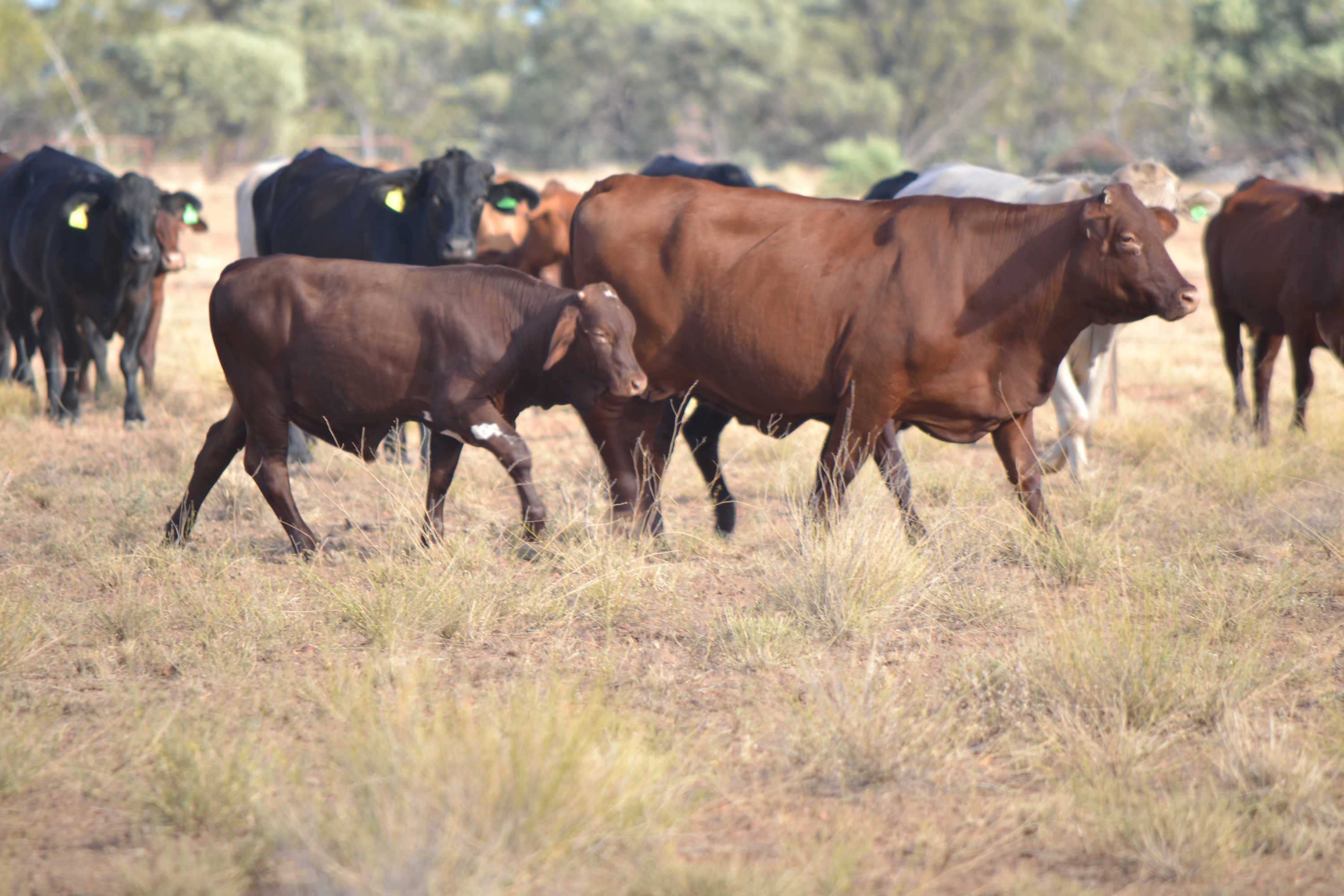Beef cattle herd management approved for Emissions Reduction Fund - ABC ...