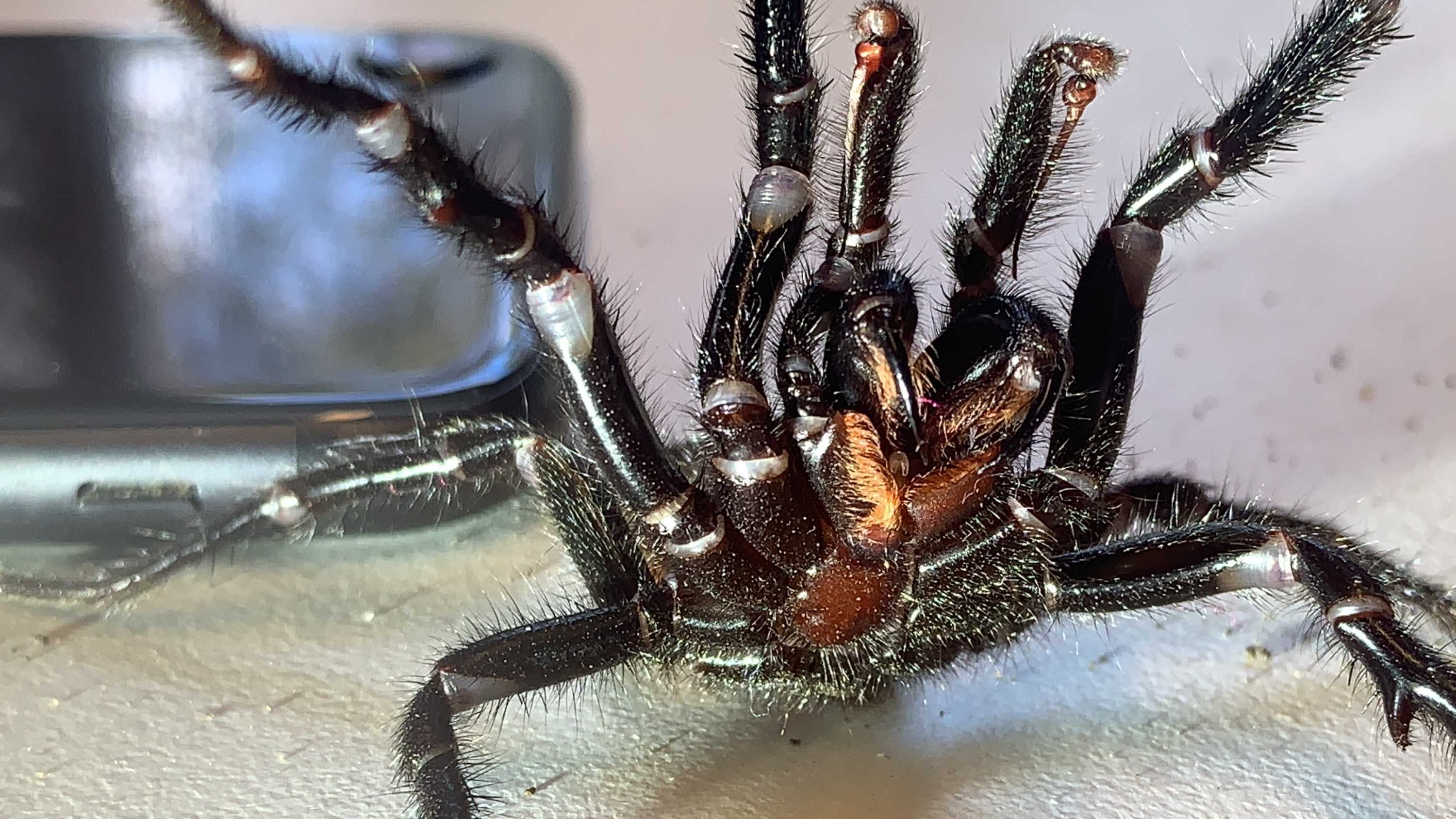 Funnel-web spiders come out in record numbers triggering Christmas ...