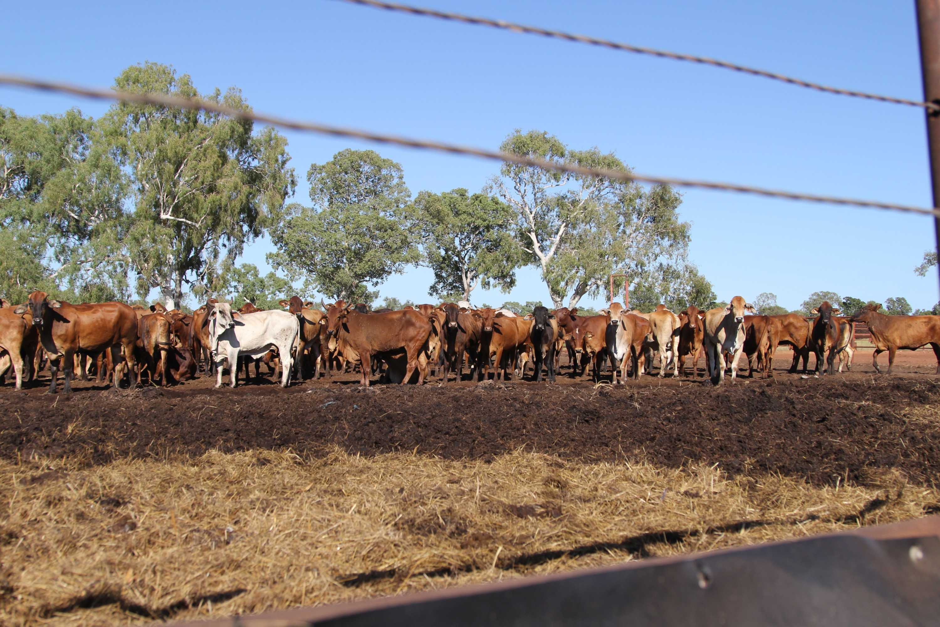 Carbeen Park in the NT sells to Heytesbury Pastoral Company for $12.8m ...