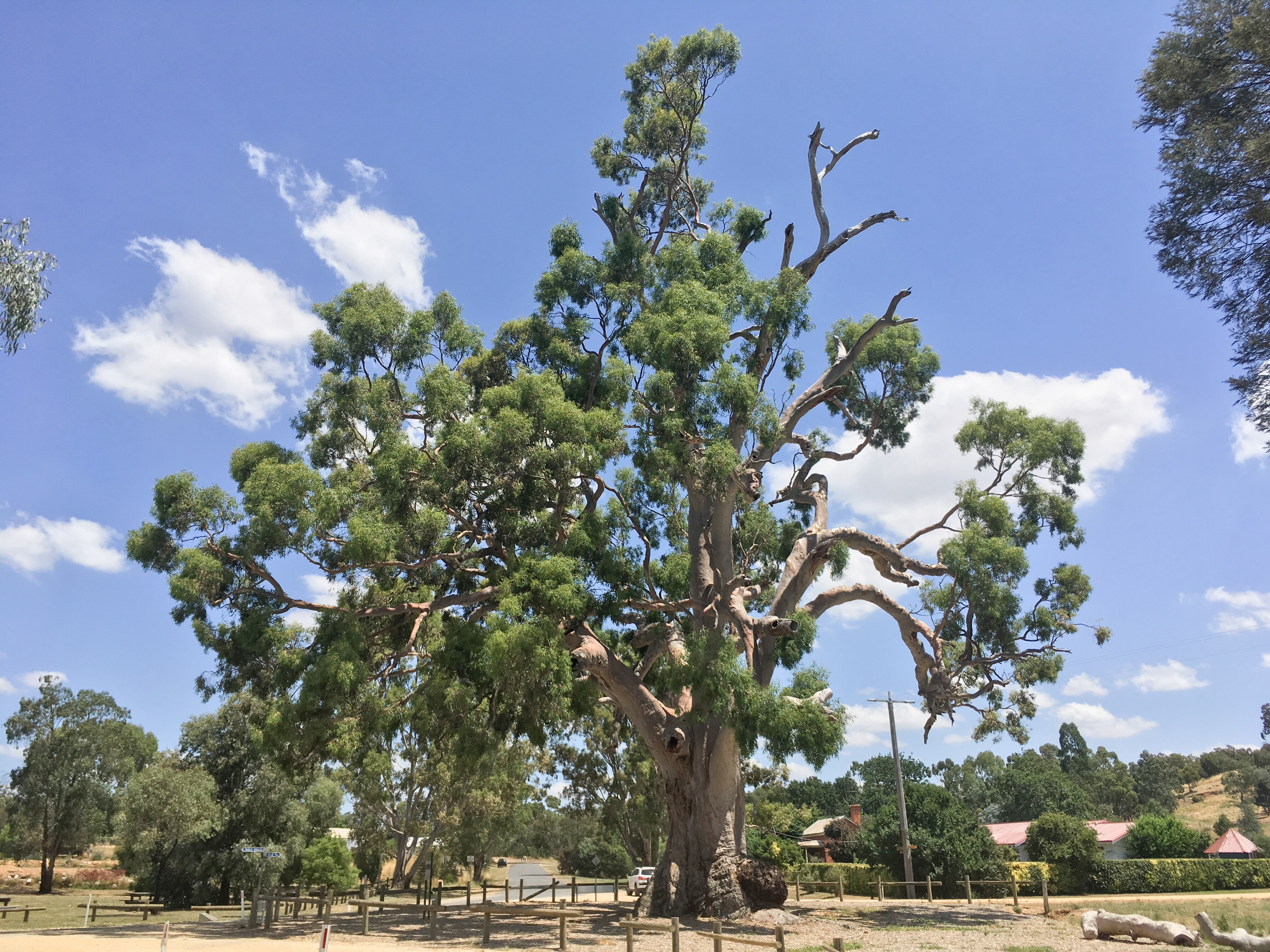 Victorian Tree of the Year: Guildford's Big Tree attracts birds, bees ...