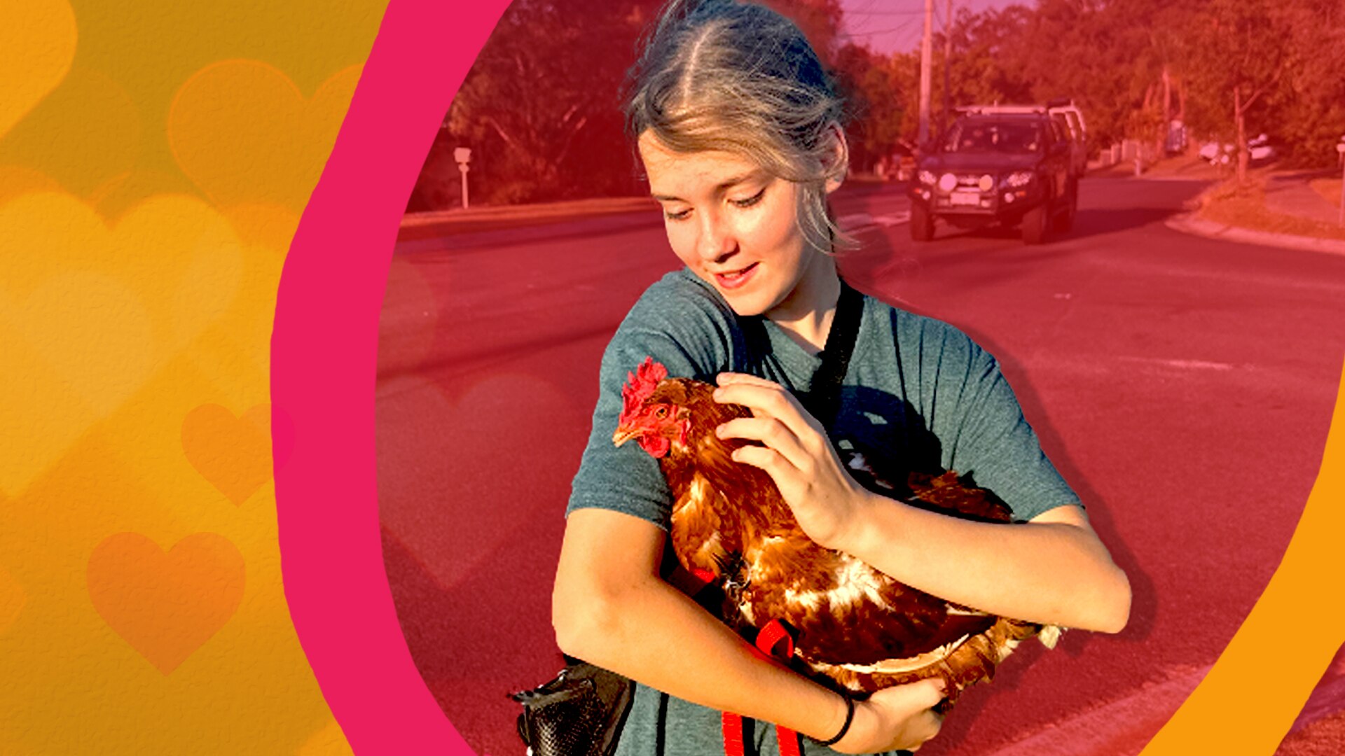Why Naomi walks her pet chook Mavis every day - ABC listen