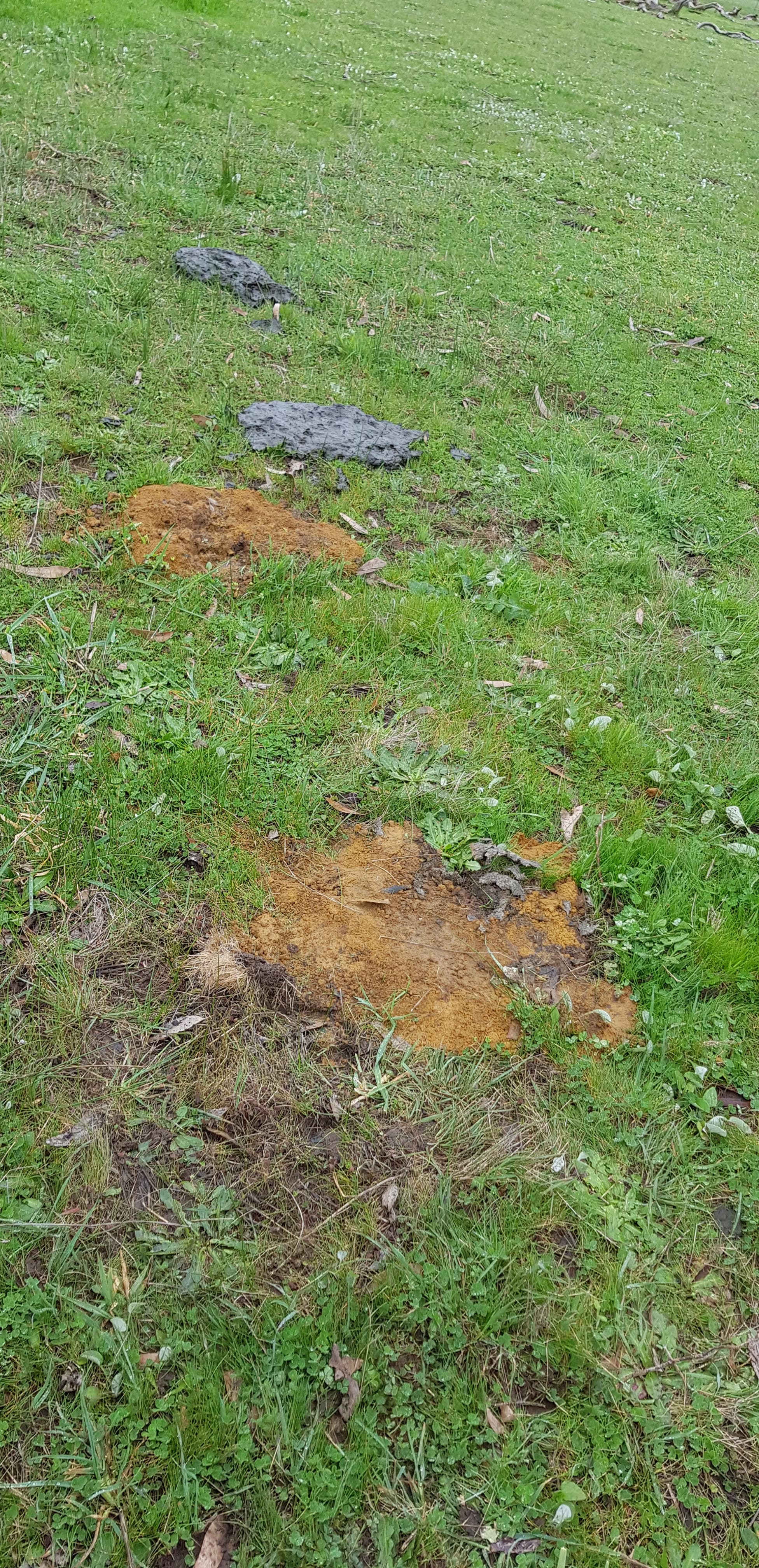 Bubas bison dung beetles help Lucindale cattle farmer in more ways than ...