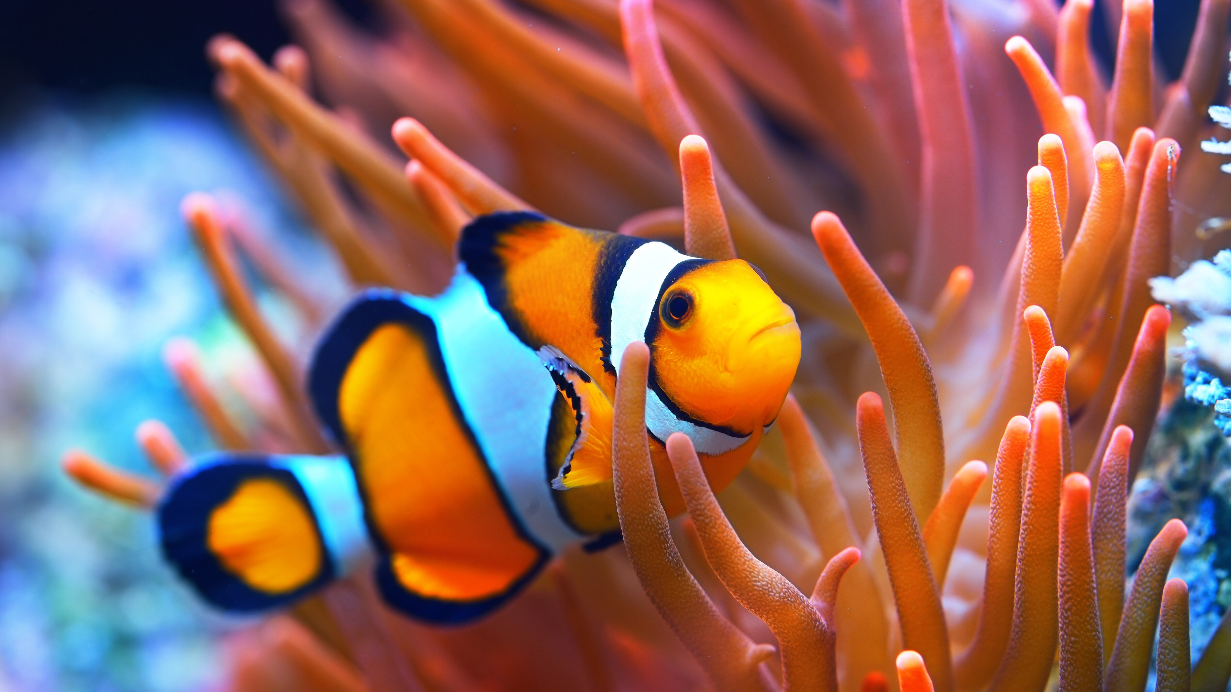 New Caledonia's tropical aquarium fish trade hits international market ...