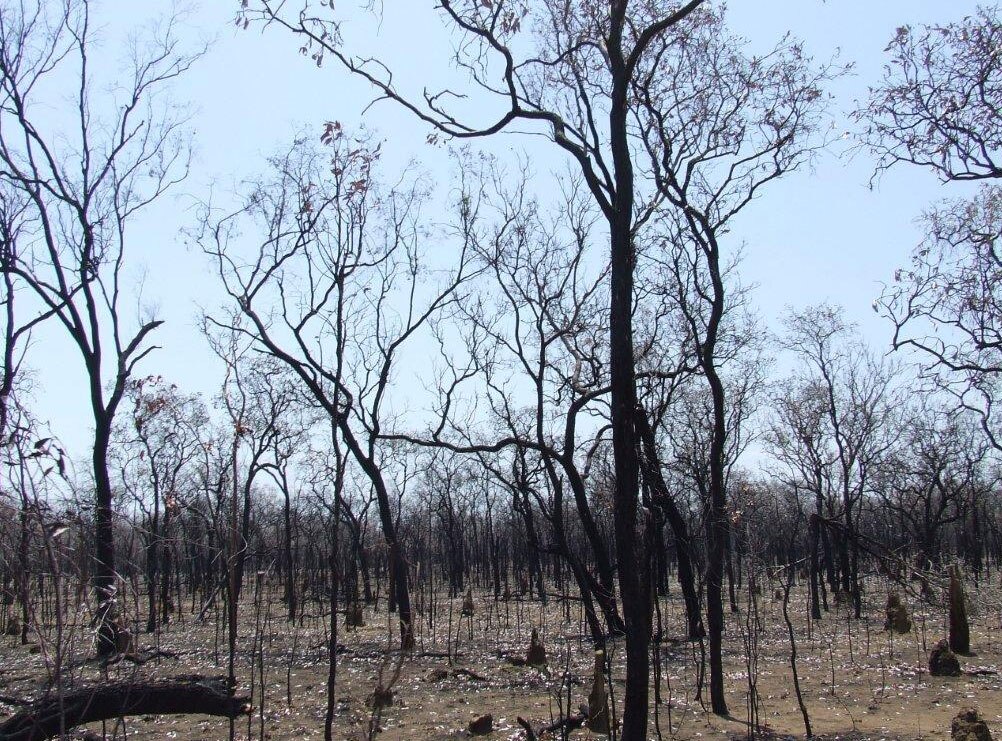 Fire-hit outback shire pleads for aid - ABC News