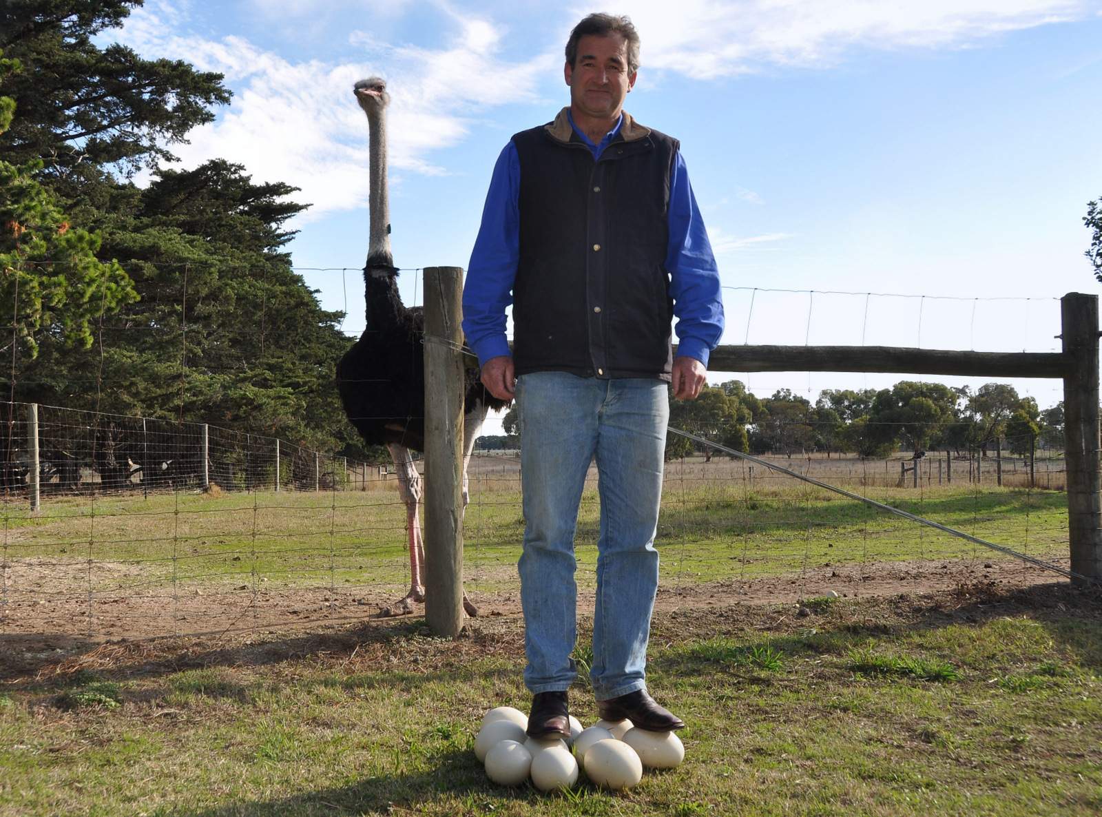 Aussie Ostrich - farmed, then plated - ABC Radio National
