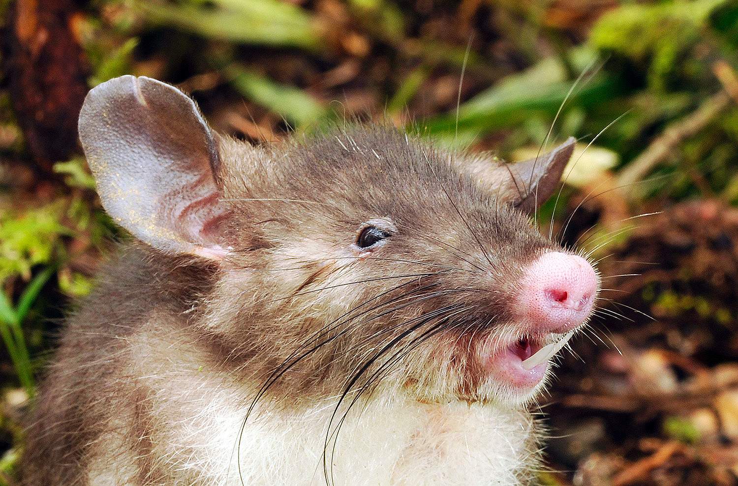 New rat species discovered in remote Indonesian jungle. - ABC listen