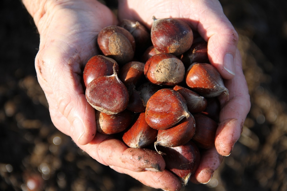 WA chestnut producer raises awareness of nut by appealing to people's ...
