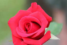 Coming up roses - ABC listen