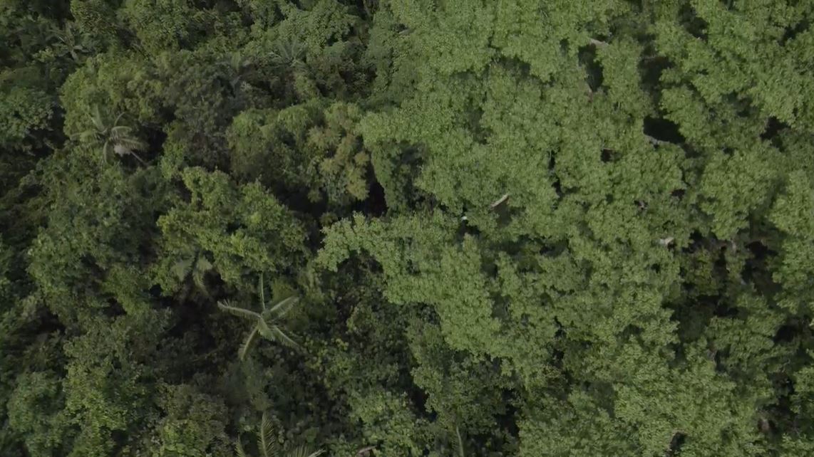 Drone footage of the forest in Vanuatu - ABC News