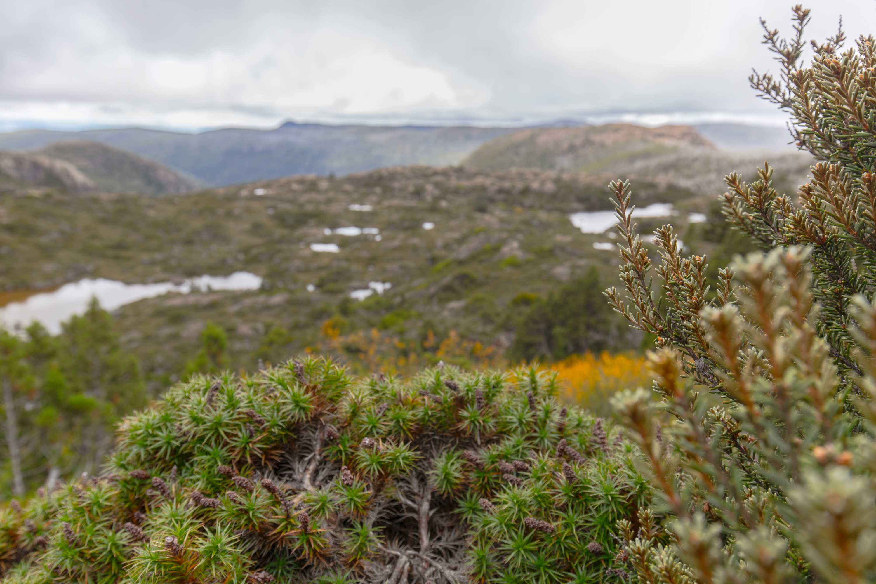 The Tarn Shelf in Tasmania's Mount Field National Park is a window to ...