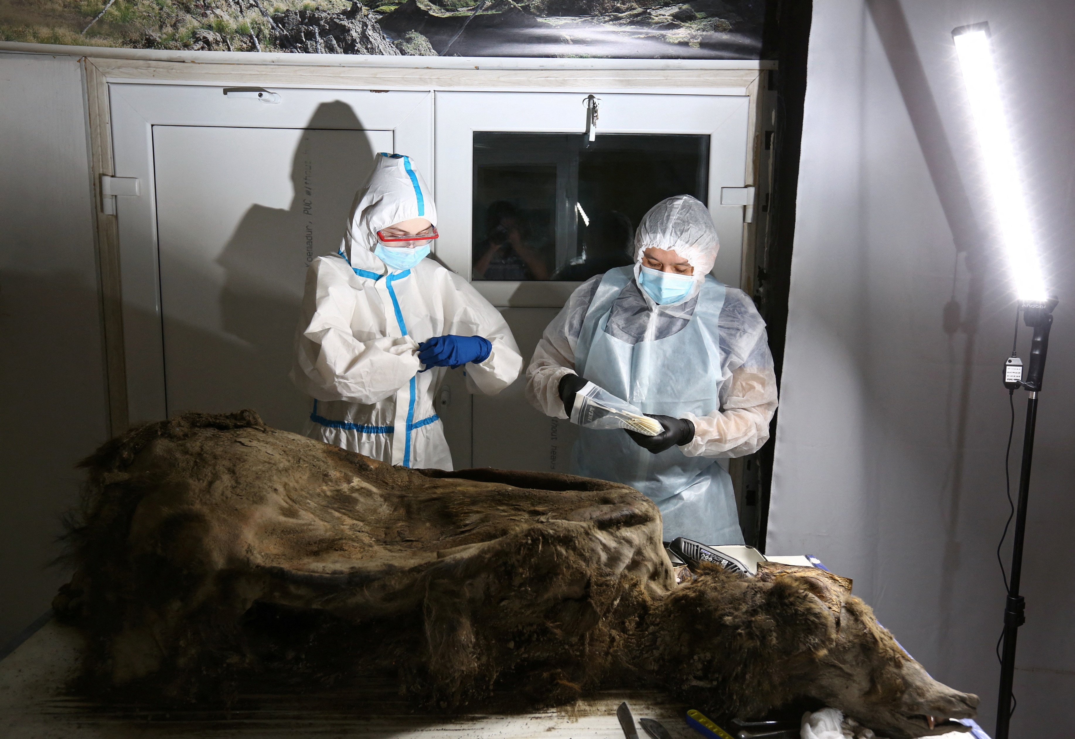 Russian scientists dissect nearly 3,500-year-old bear discovered in ...