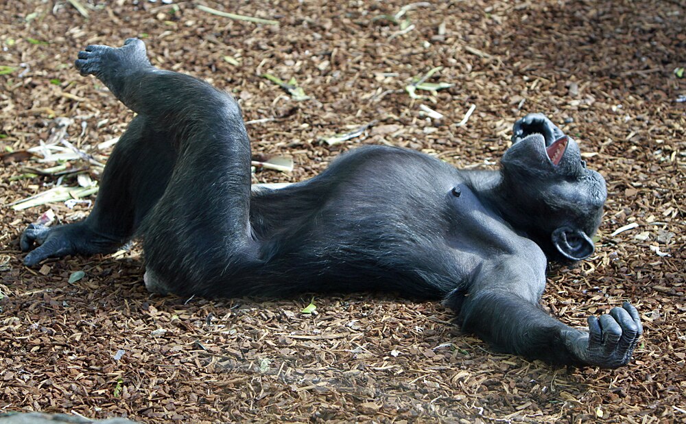 Chimpanzee sign language: Researchers create dictionary of primate's ...