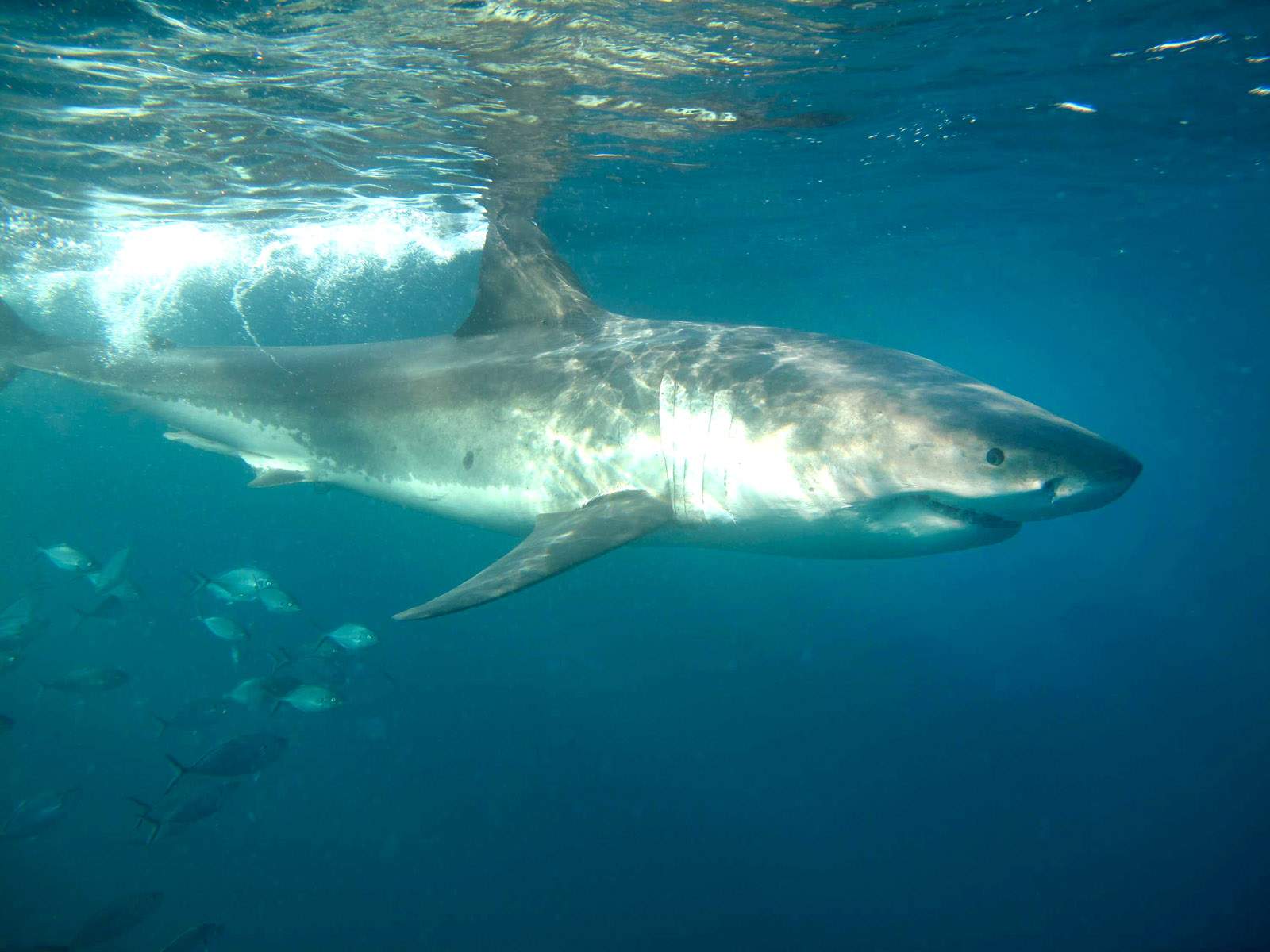 Taming the sharks - ABC listen