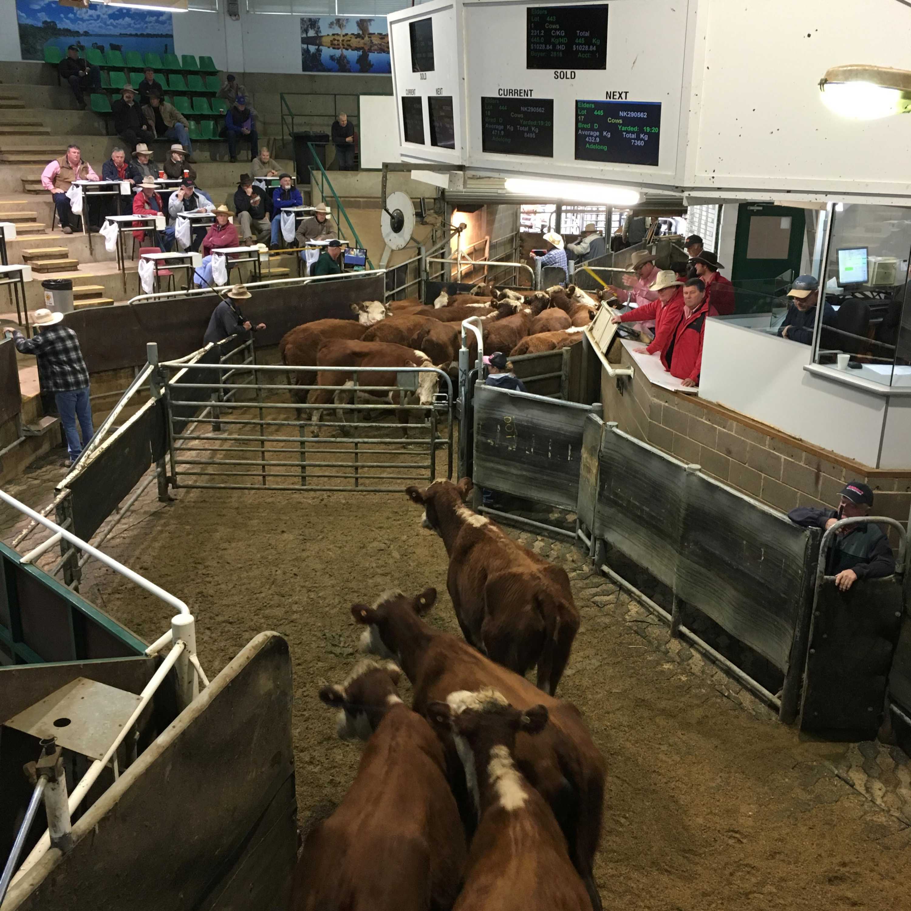 Livestock theft on the rise as farmers enjoy buoyant beef, sheep market ...