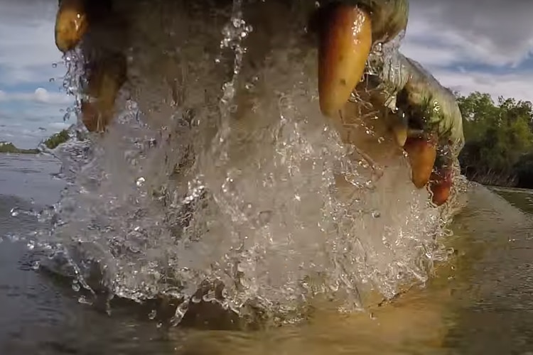 Skull-crushing force of crocodile's bite caught on camera for the first ...