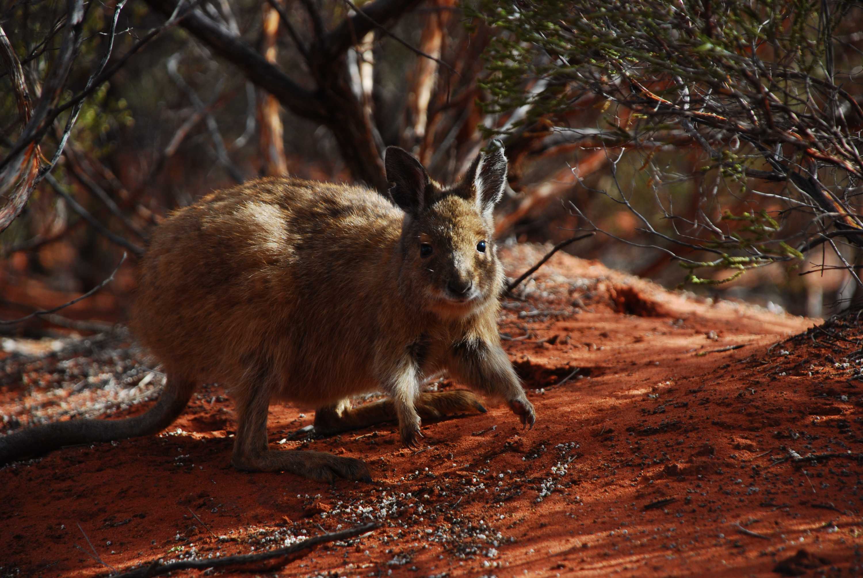 Project to save Uluru wallaby showing success - ABC listen