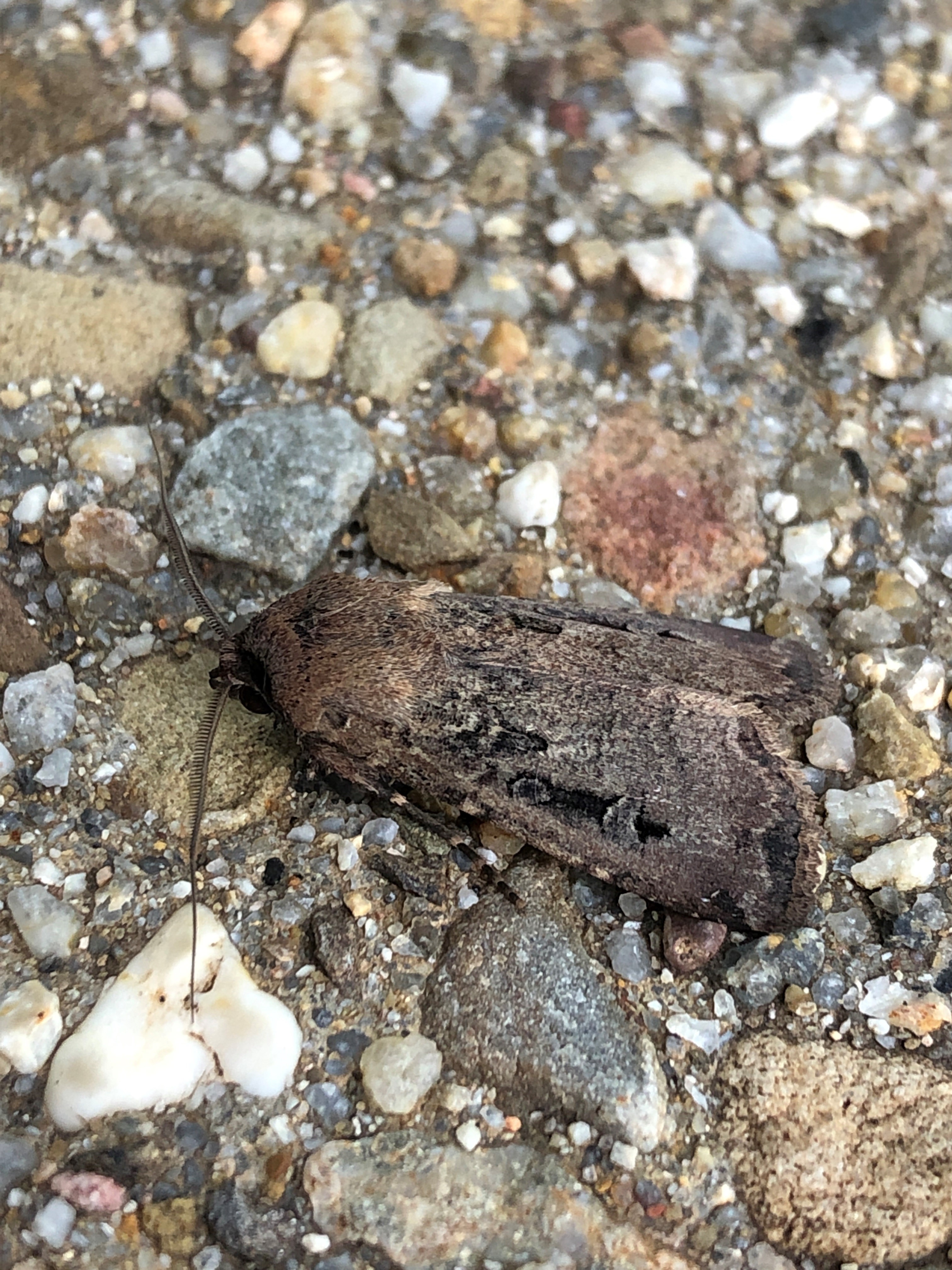 Drought decimated bogong moth numbers. Now flooding rains are bringing ...