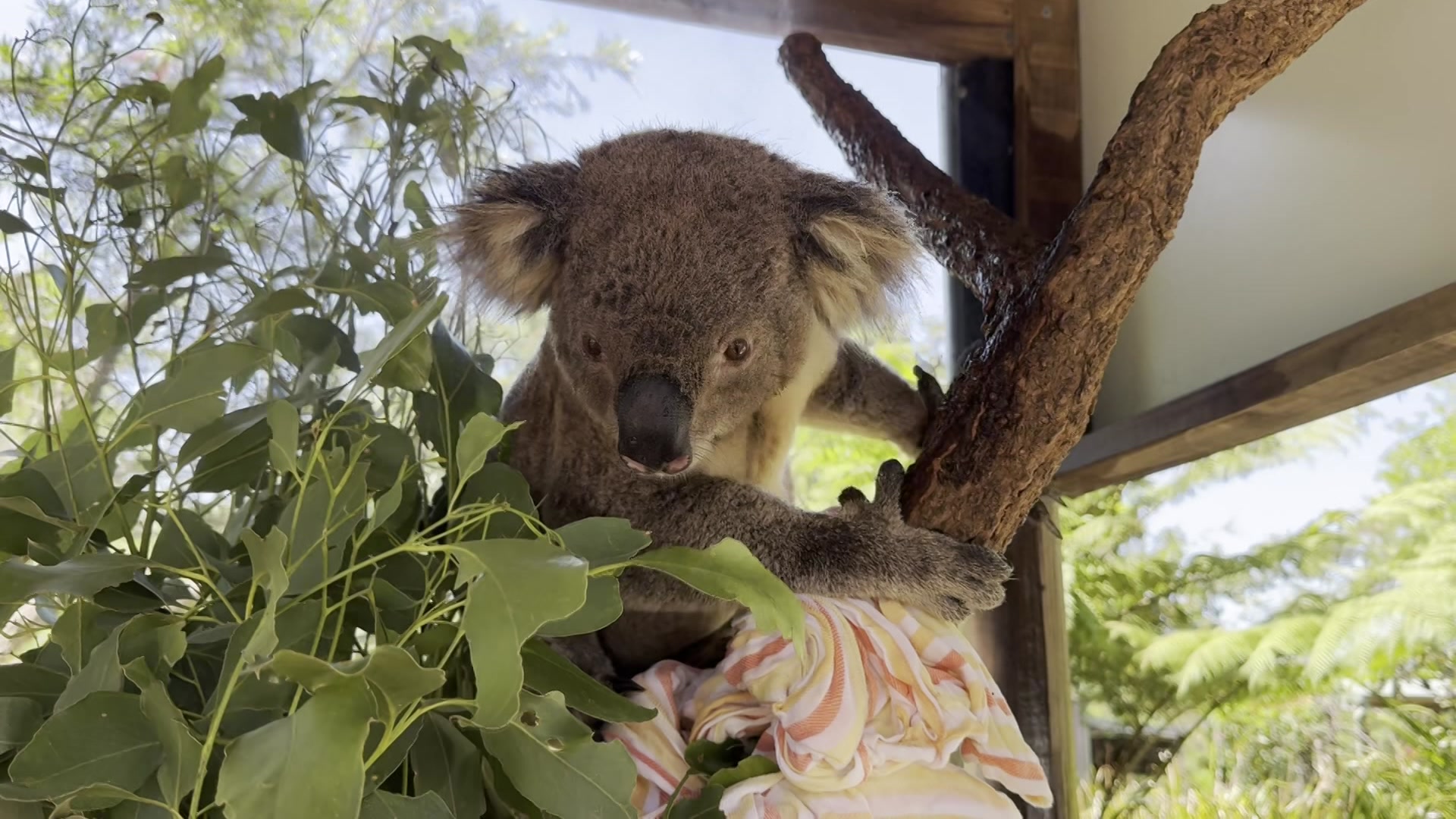 Animals at Symbio Wildlife Park beating the heat - ABC News