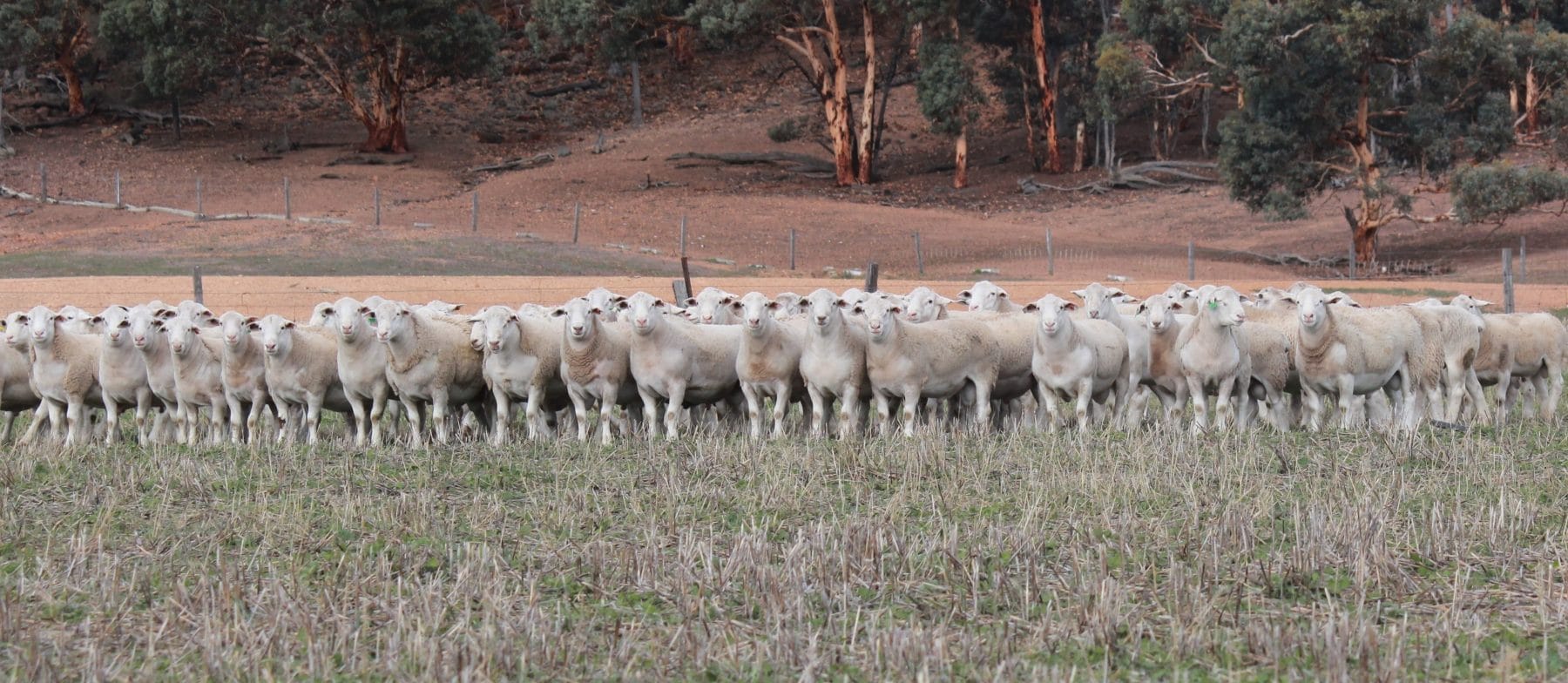 Shedding sheep craze continues in West Australian record meat sheep ...