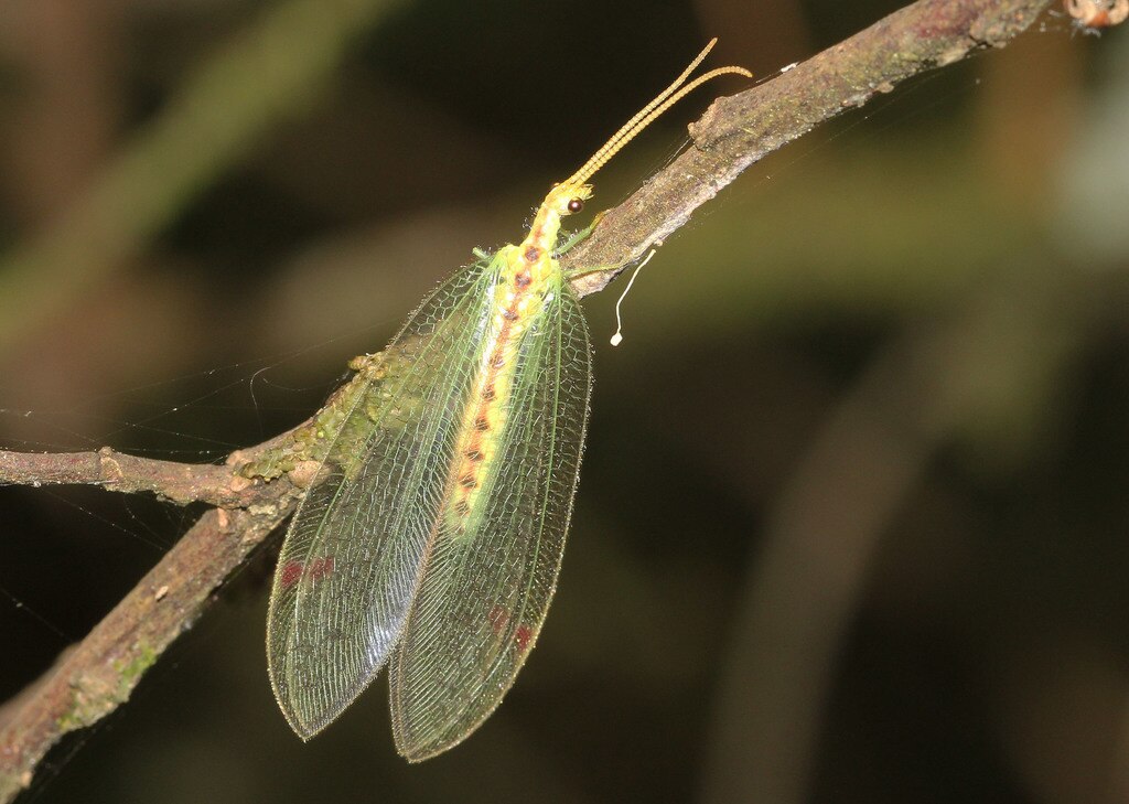 Citizen scientist's quest to count every species on his Victorian ...