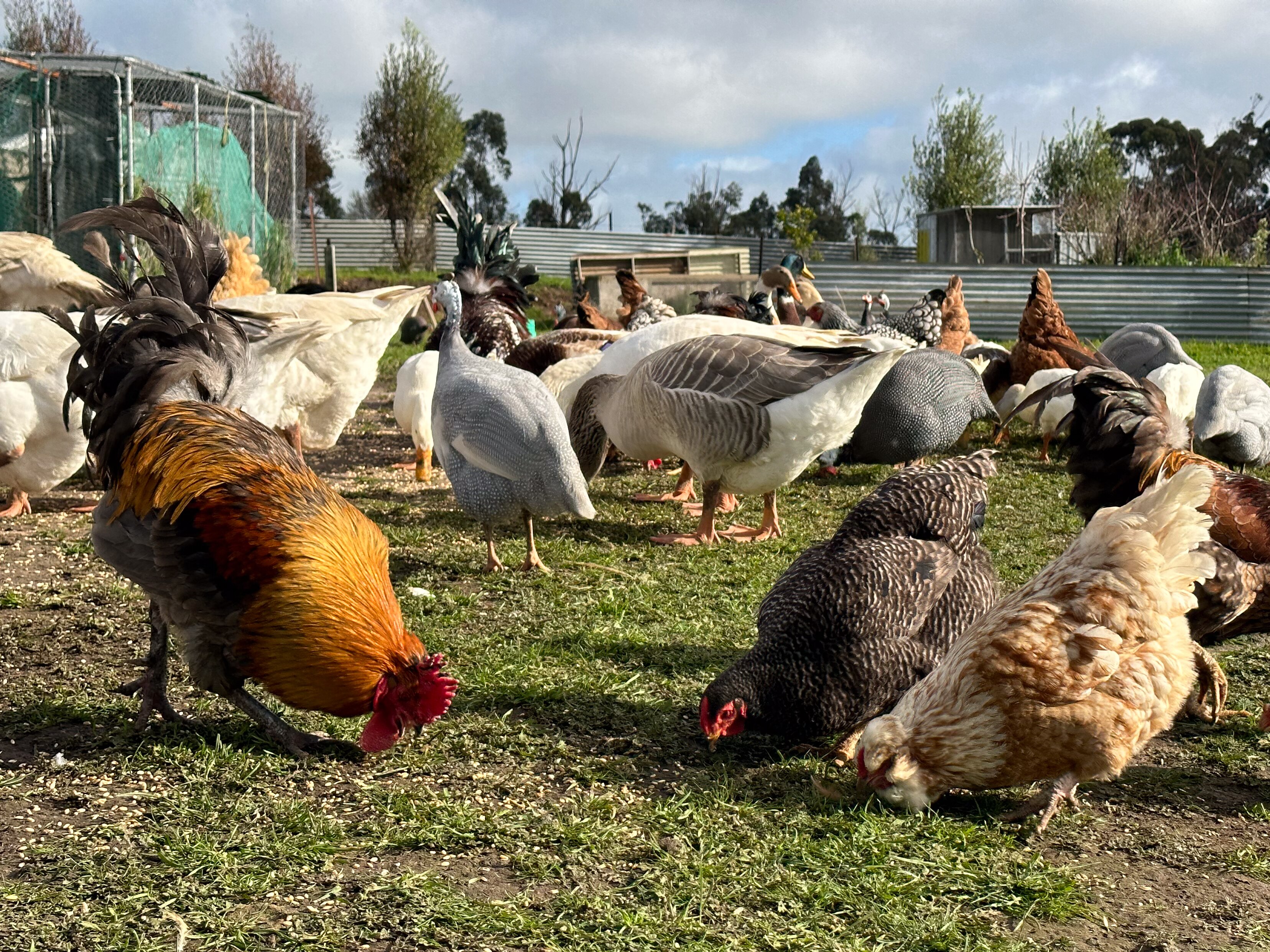 Soaring egg prices make backyard chickens popular as SA seller ...