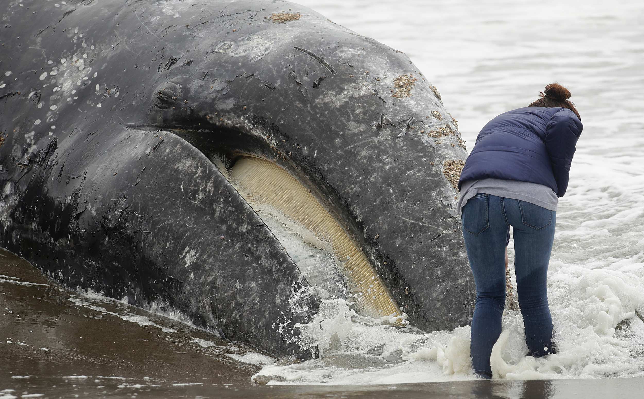 Nine whales have washed ashore in San Francisco this year. Scientists ...