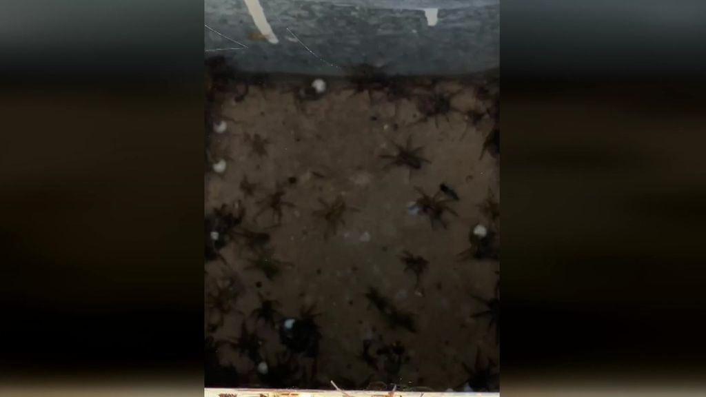 Spiders take shelter during NSW Mid-North Coast floods - ABC News