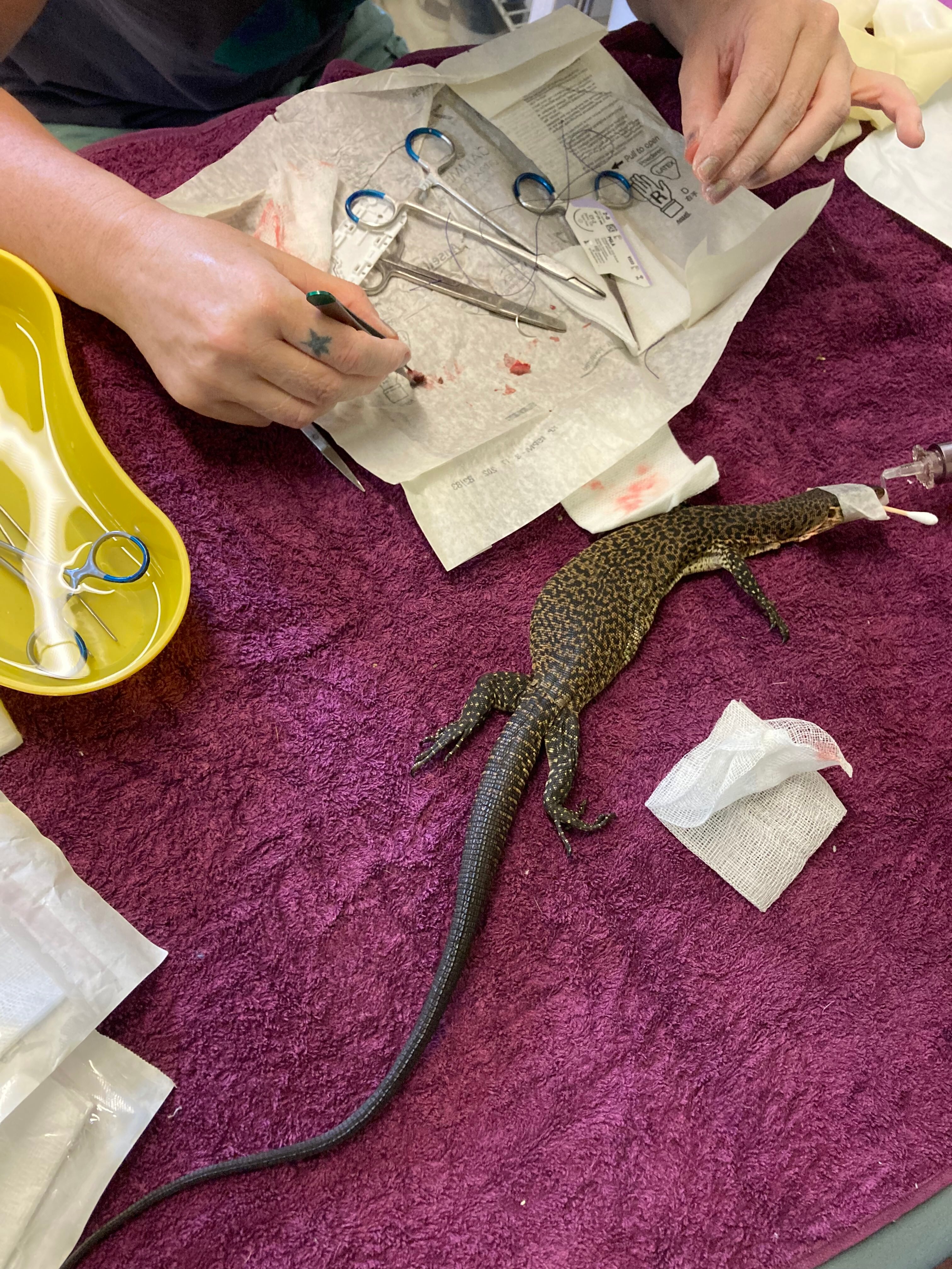 Gone goanna - ABC listen