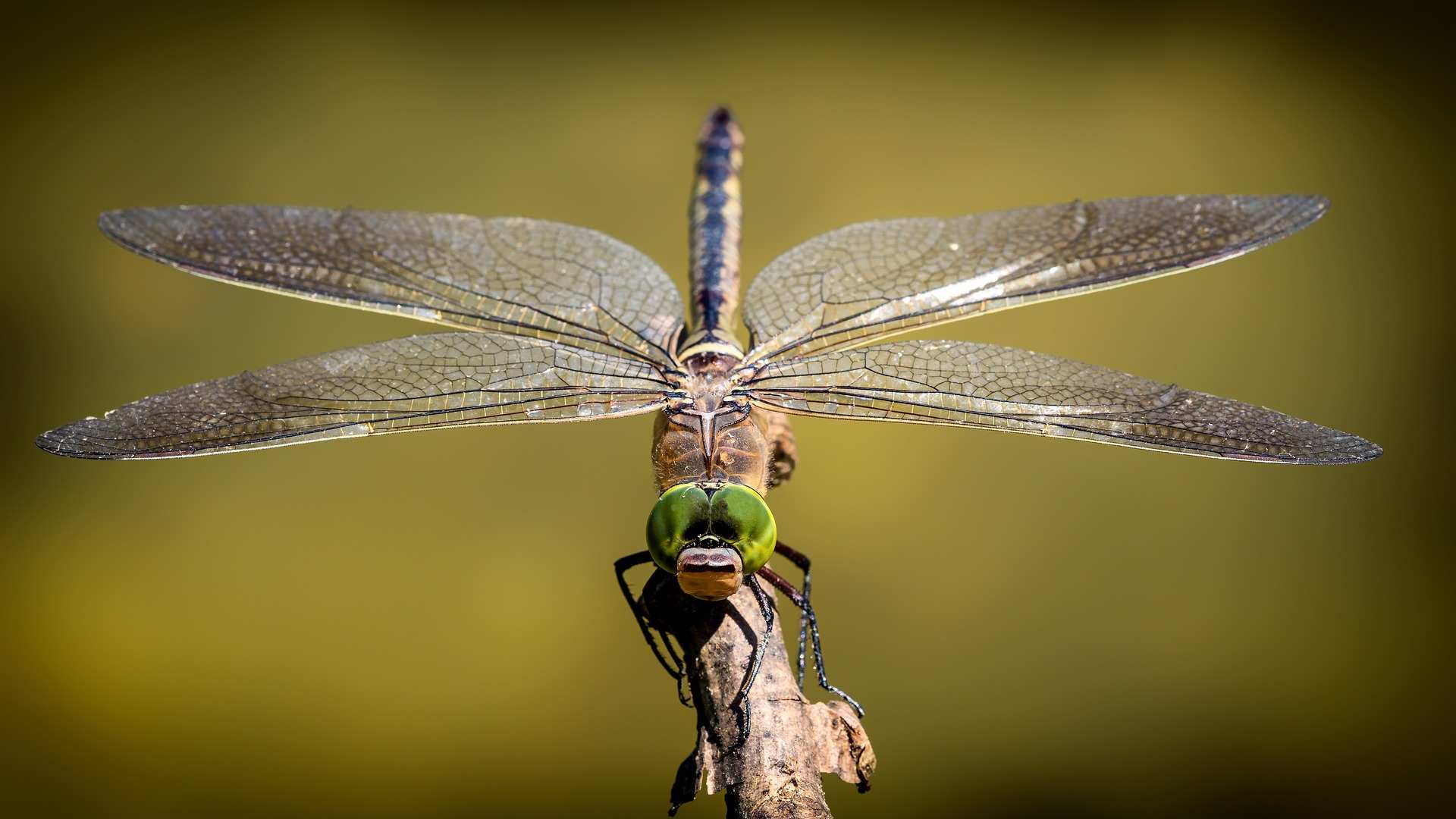 Victoria's wet few years contribute to booming dragonfly population ...