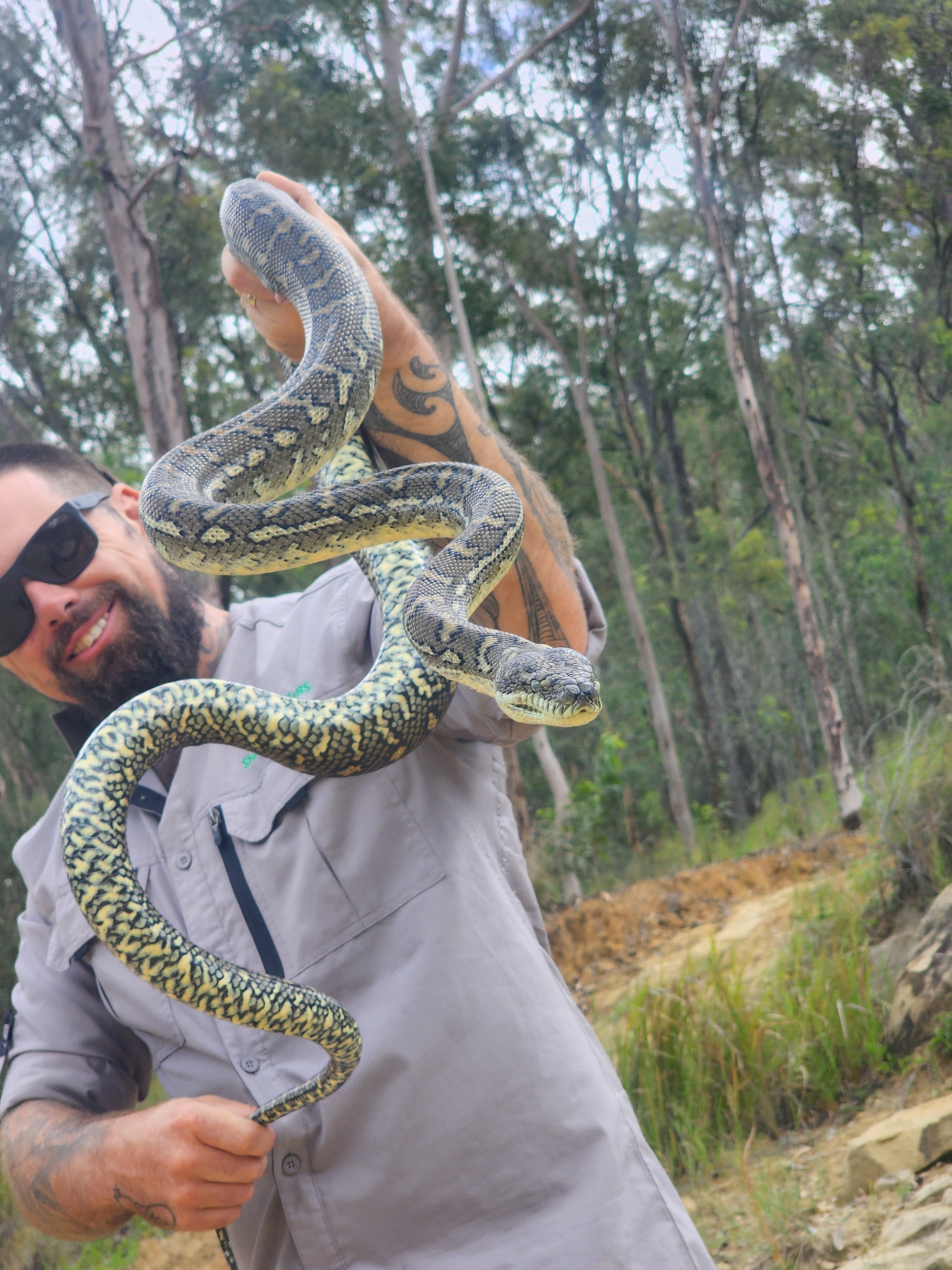 Snake catchers warn against handling the reptiles as call-outs rise in ...