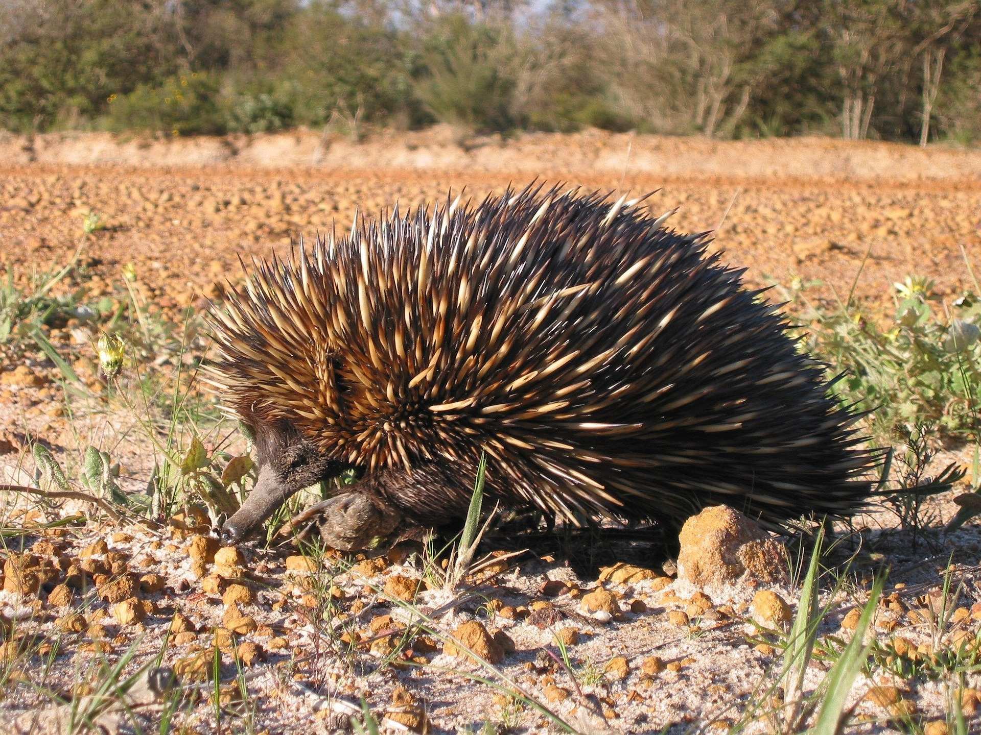 How does an echidna manage to breathe when digging through solid earth ...