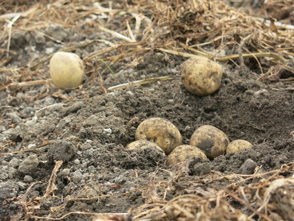 West Australian potato farmers push for urgent industry deregulation ...
