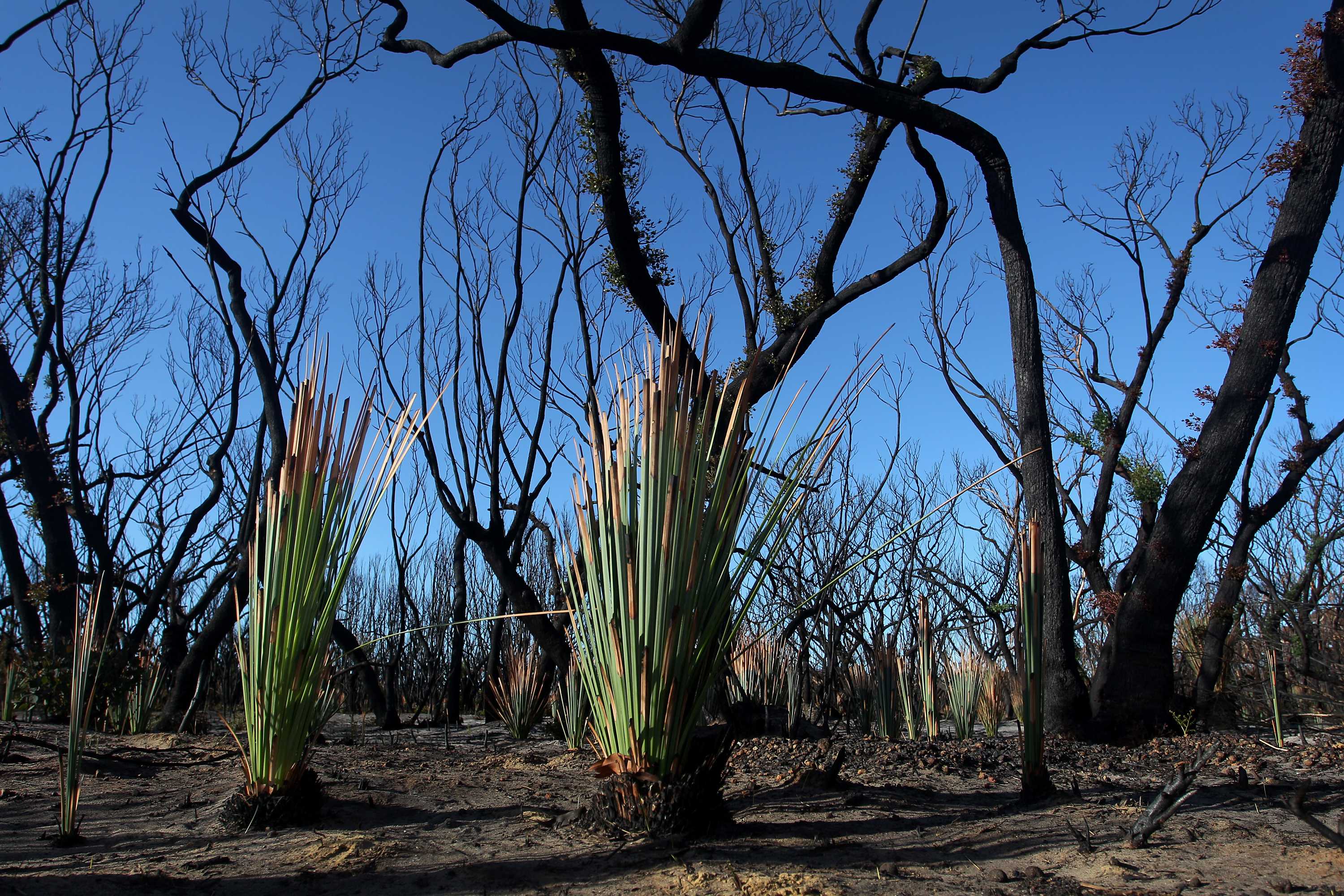 Ecological recovery after the Black Summer of bushfires - ABC Radio ...