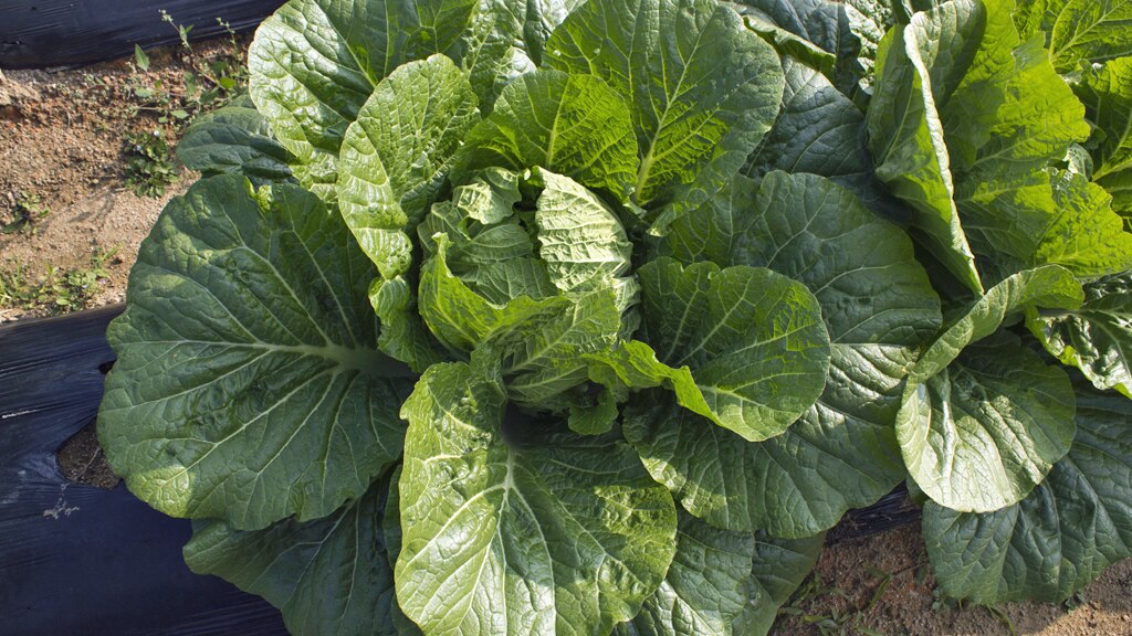 Cabbage (Loose-Headed) - Gardening Australia