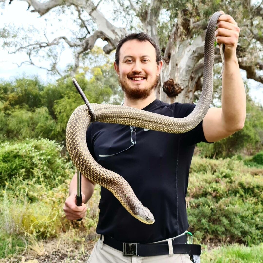 ‘I’m catching anywhere between 5 and 12 snakes a day’ says Melbourne ...