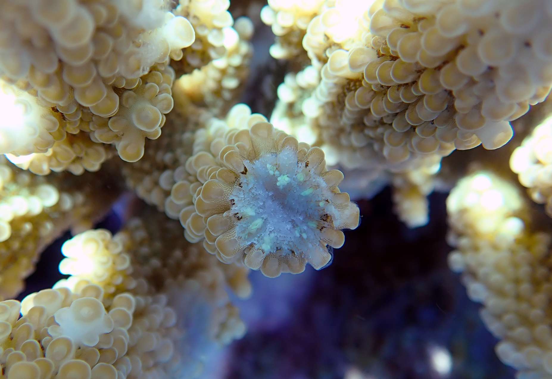 'IVF for the Reef': Scientists collect millions of coral eggs and sperm ...