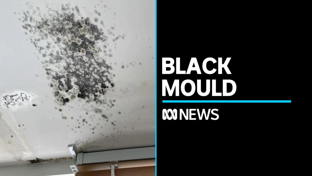 How can black mould in water-damaged houses affect your health? - ABC News