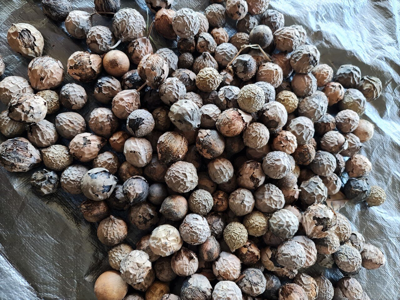 Seeds of beauty leaf tree examined as source of low-emissions biodiesel ...