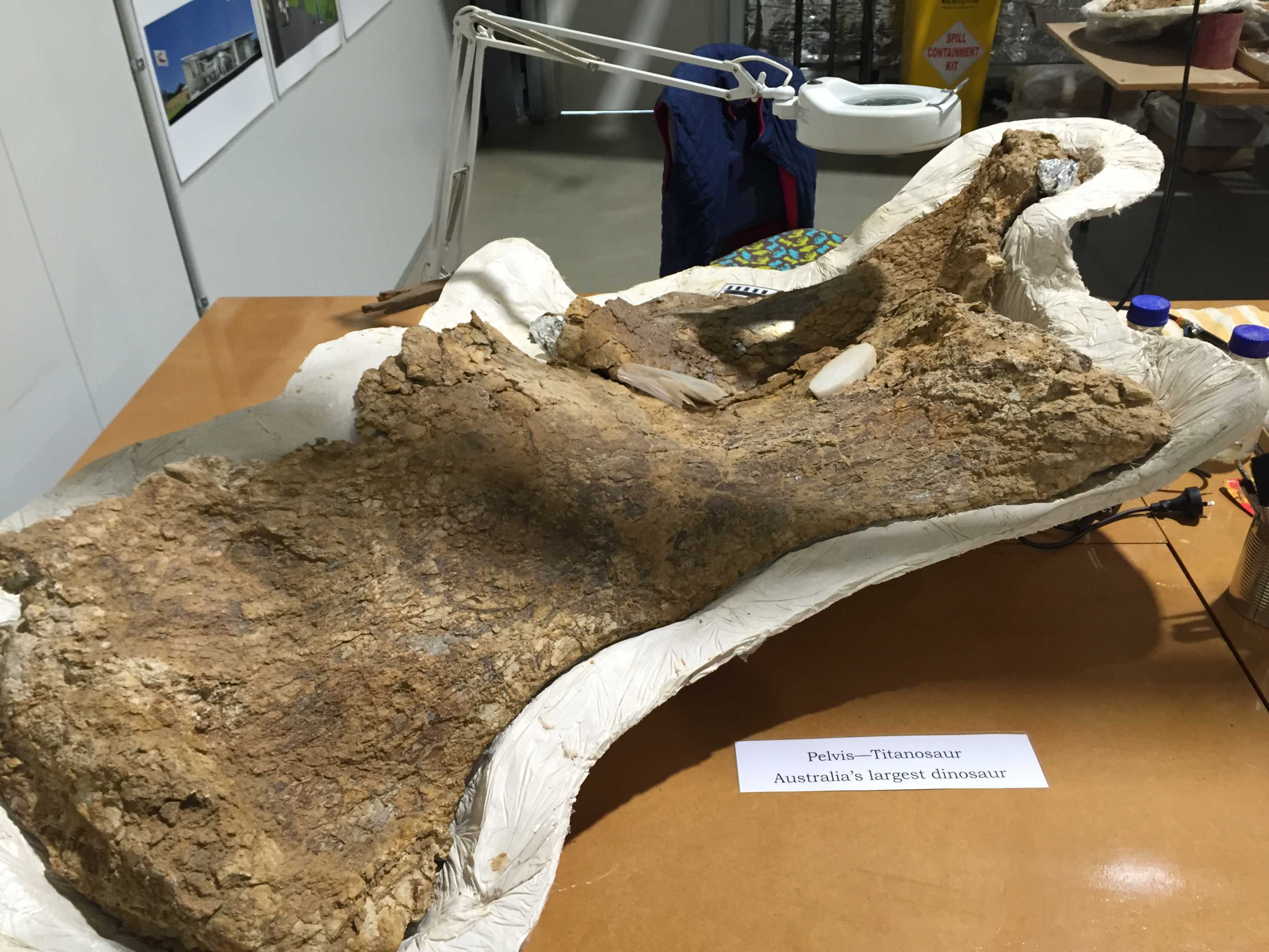 Australia's largest discovered dinosaur, a Titanosaur called Cooper, to ...