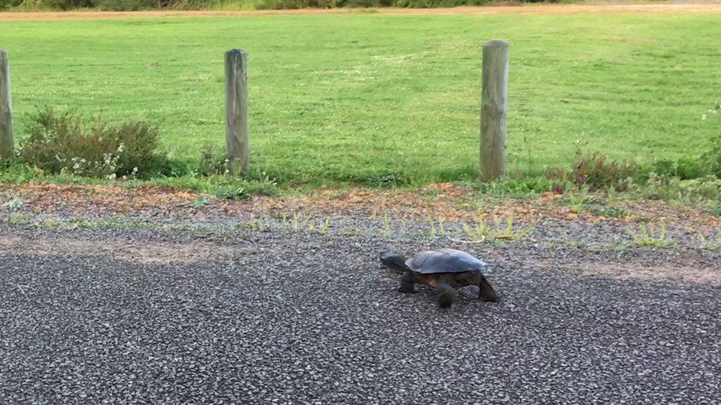 Turtle crossing at Lake Seppings - ABC News