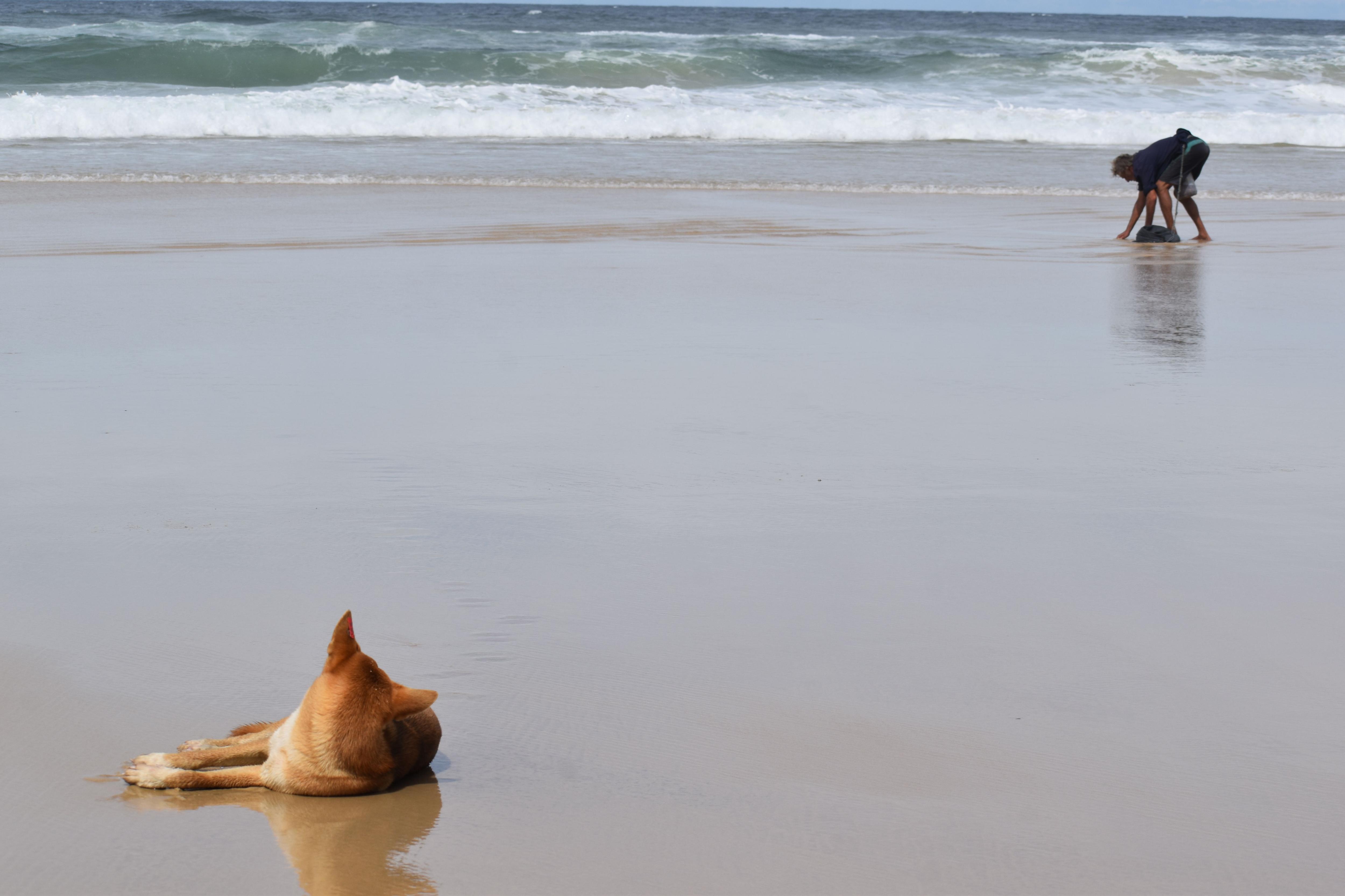 Dingoes and other wildlife on K'gari (Fraser Island) injured by ...