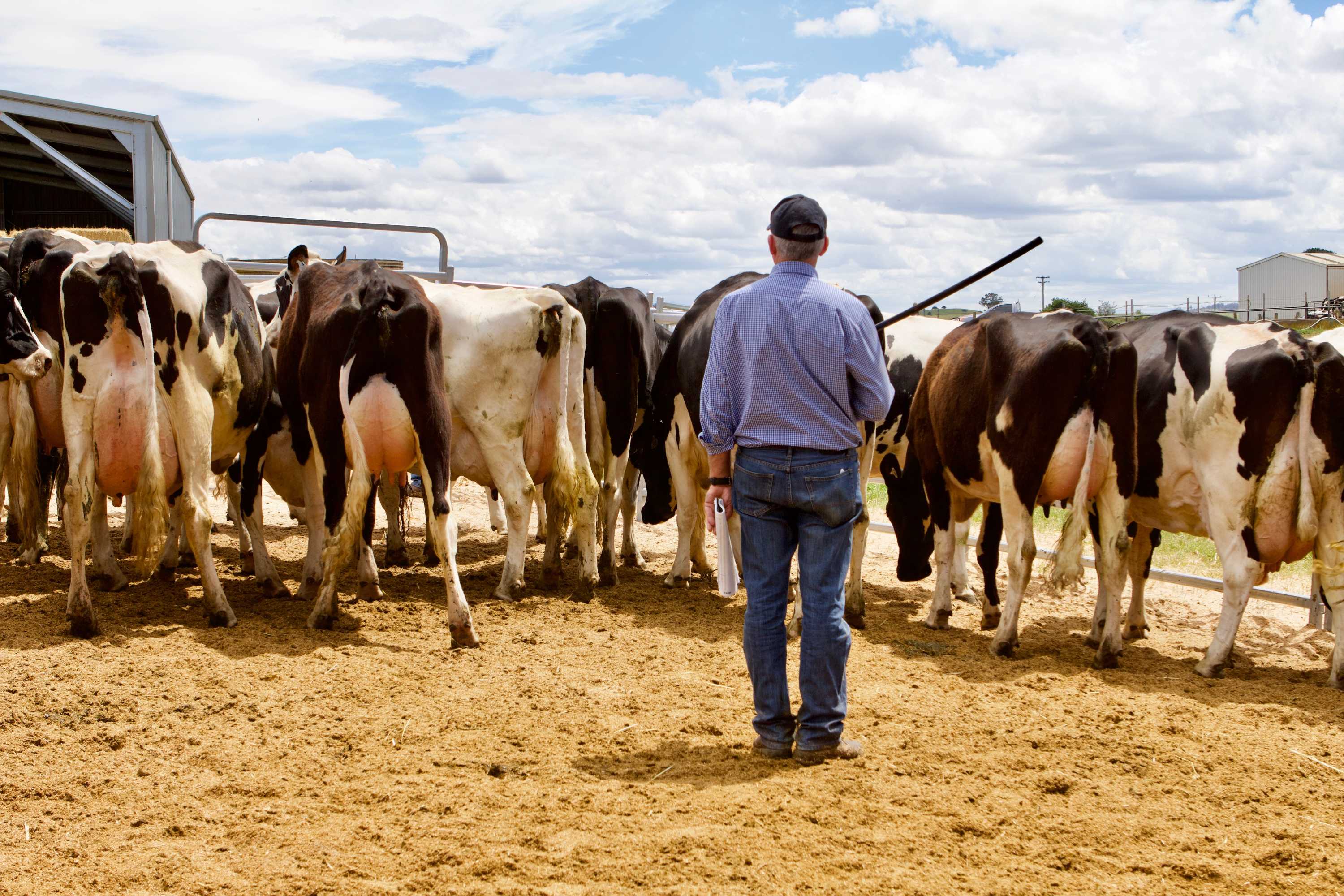 Fairvale farewell sale marks end of an era for renowned dairy breeders ...