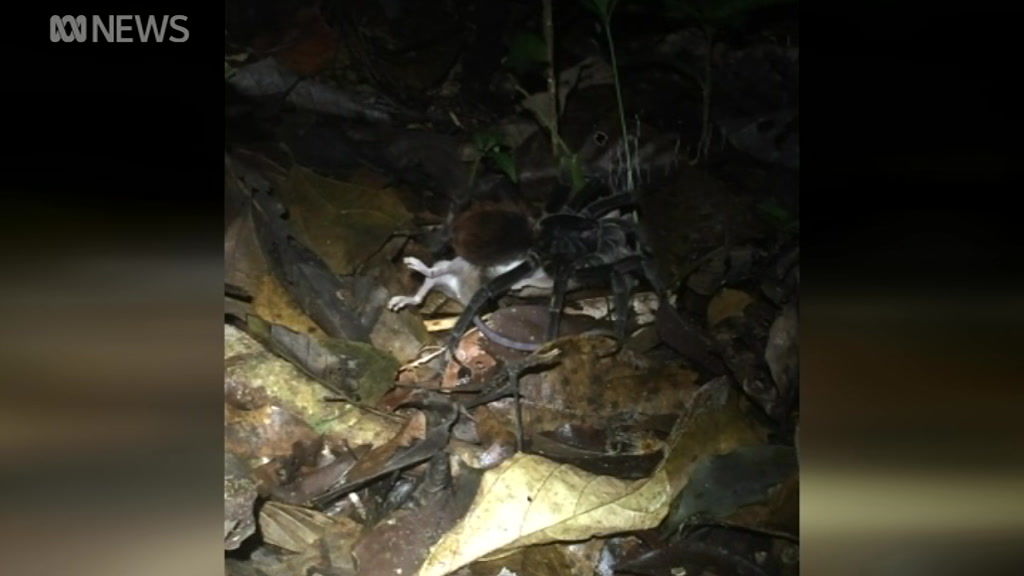 A dinner plate-sized tarantula eats an opossum - ABC News