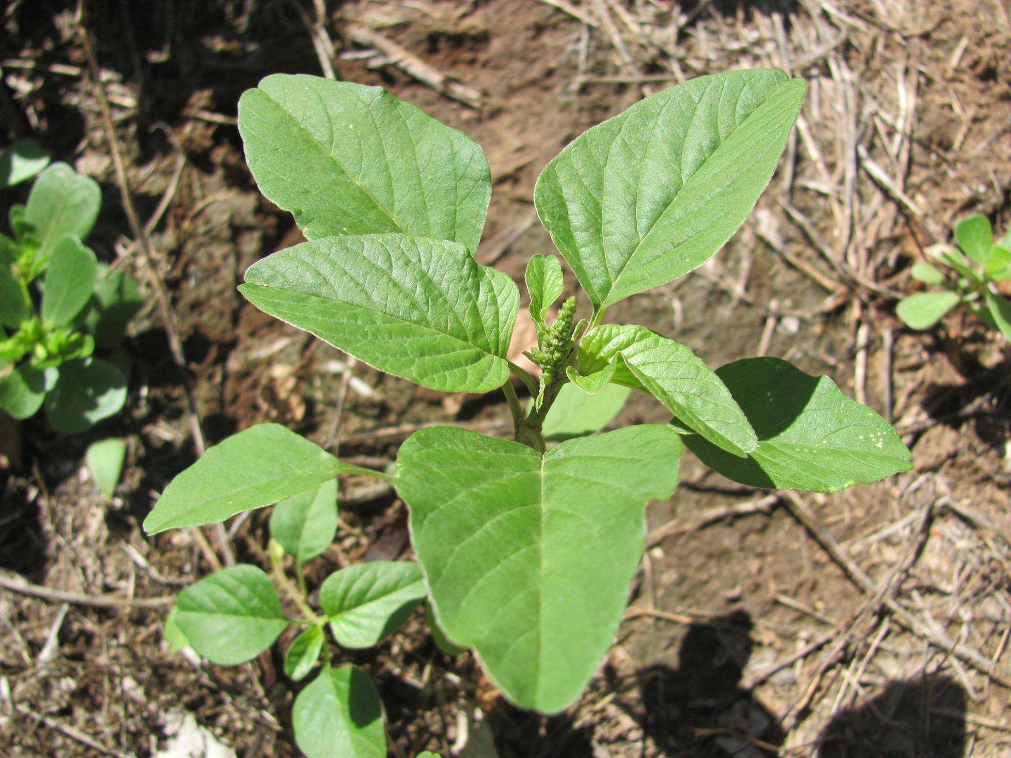 Seven pesky summer garden weeds and how to get rid of them - ABC News