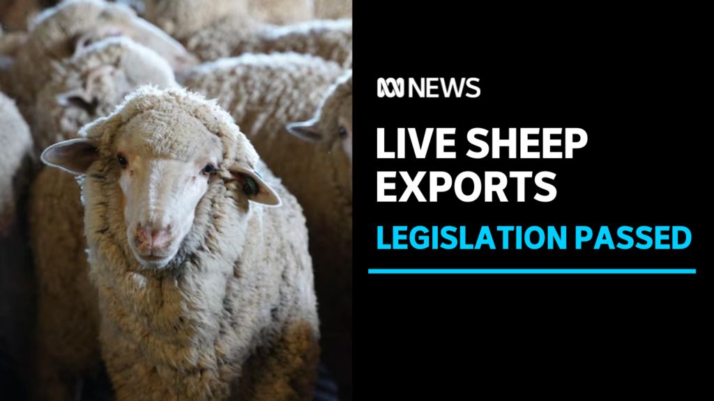Parliament passes legislation to ban live sheep exports by 2028 - ABC News