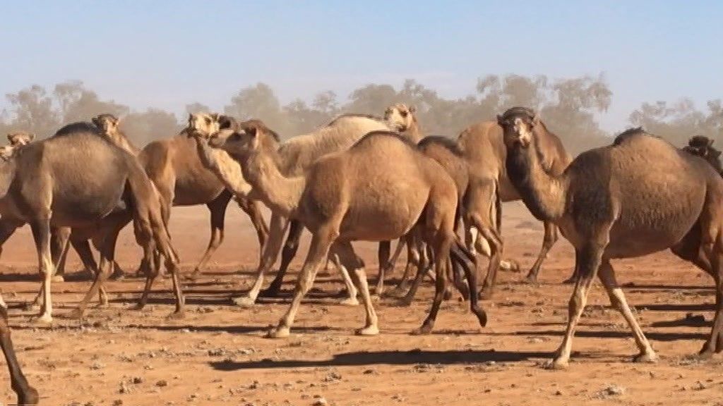 Camel Quest: Farming camels for meat, milk and skincare - ABC News