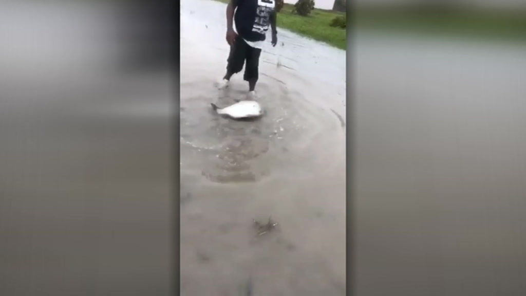 Large fish in the street after Dorian hits the Bahamas - ABC News