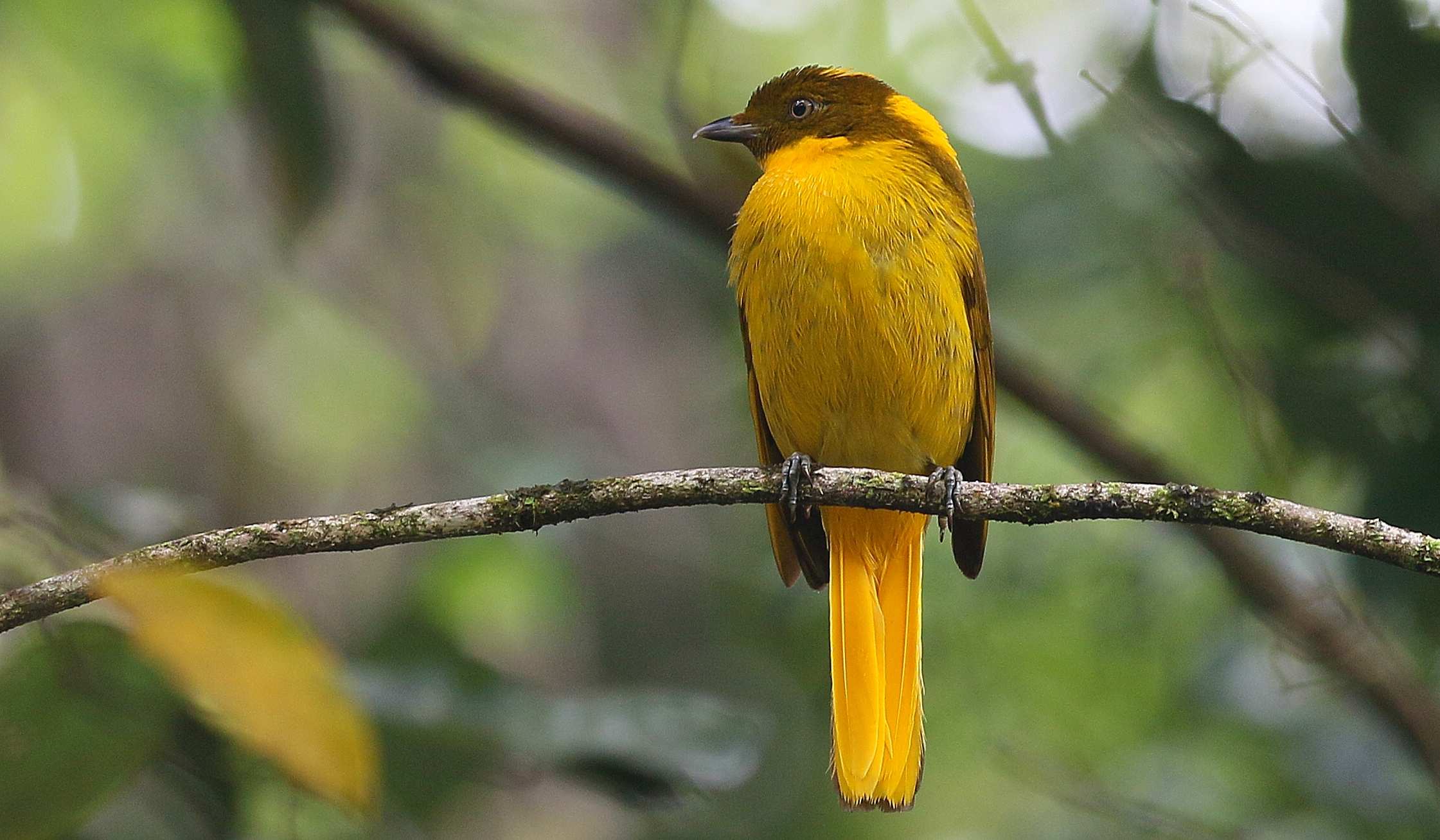 Golden bowerbirds' building prowess helps scientists monitor climate ...