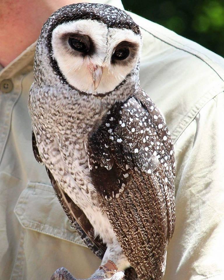 Oscar the owl found sleeping in tree after escaping Adelaide Zoo - ABC News